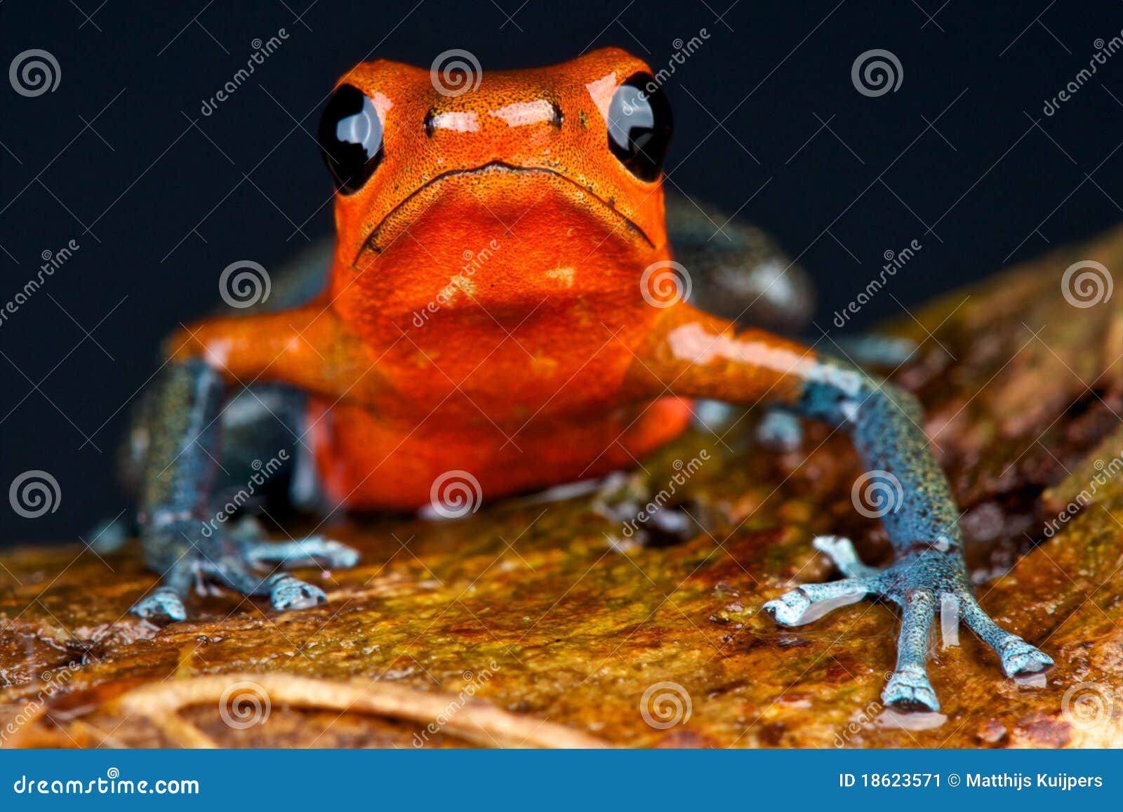 Blue jeans dart frog stock image. Image of america, amphibian - 18623571