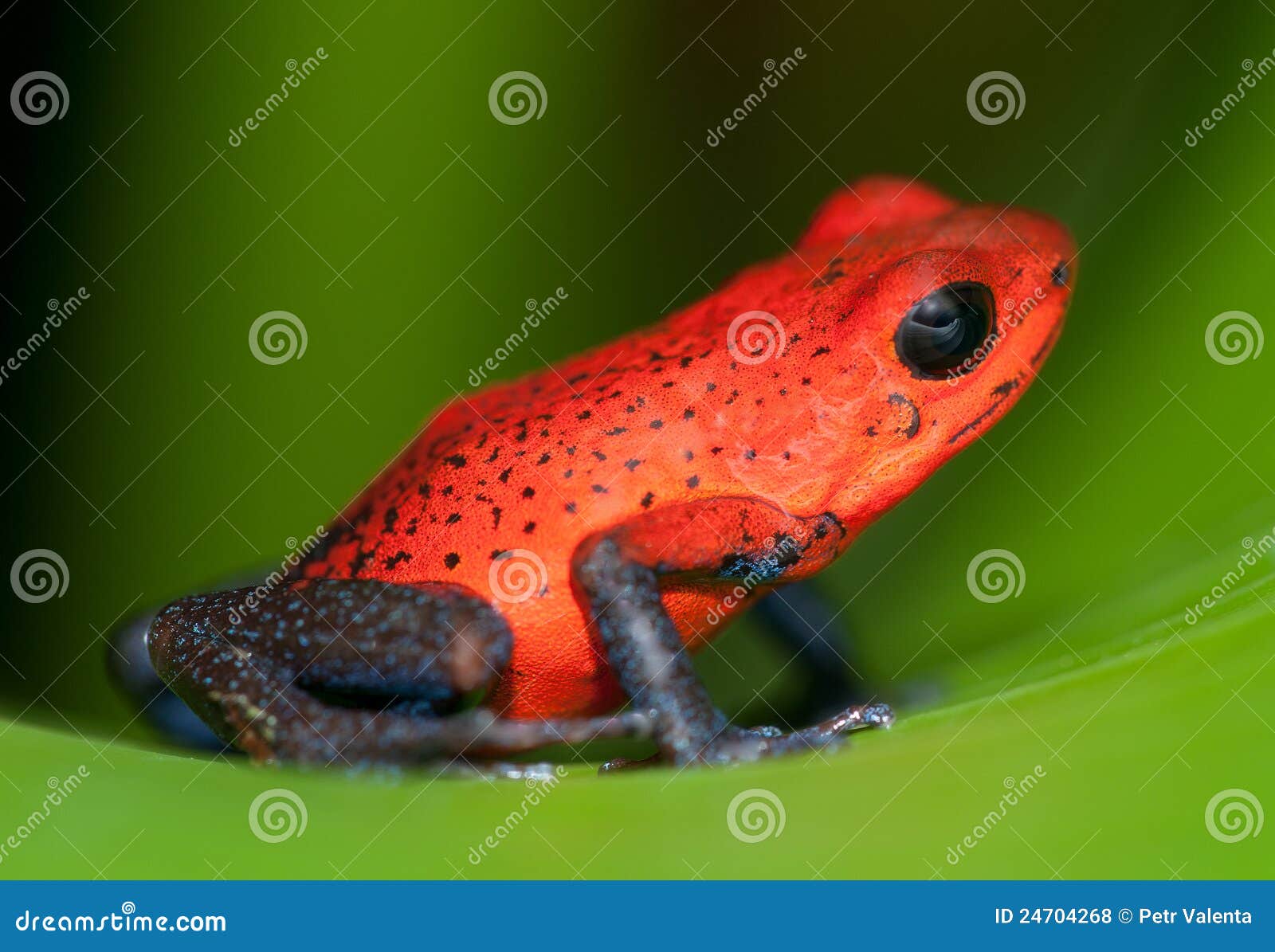 Blue Jeans Frog stock photo. Image of endangered, rainforest - 24704268