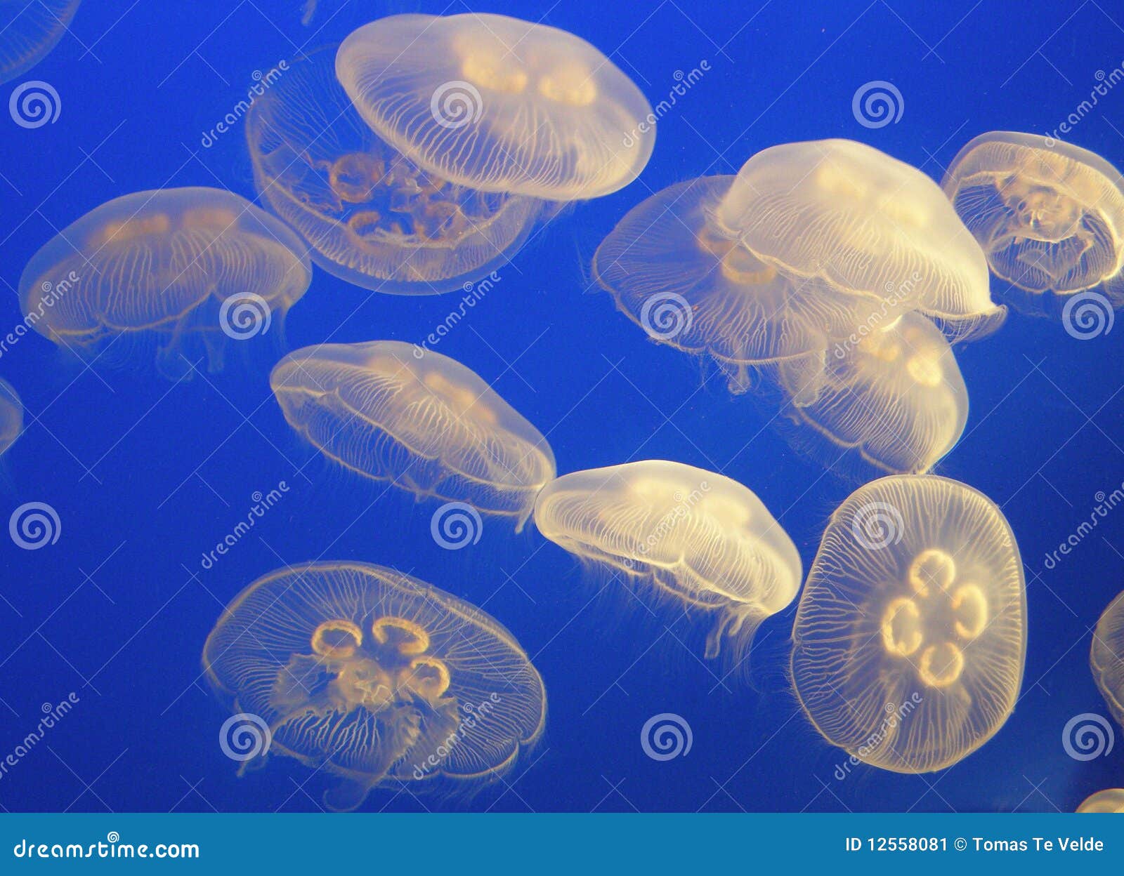 Jelly Fish Stock Image | CartoonDealer.com #137072305