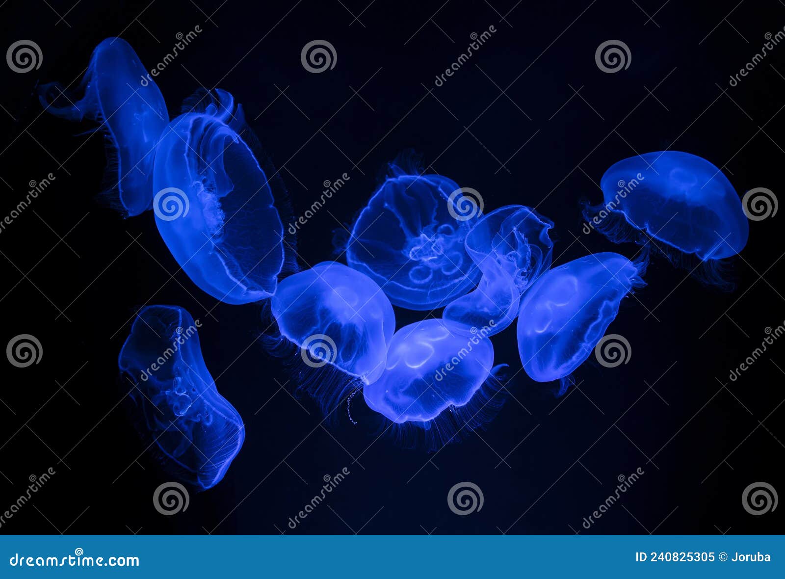 Blue Jelly Fish Float in Water Stock Image - Image of color, blue ...
