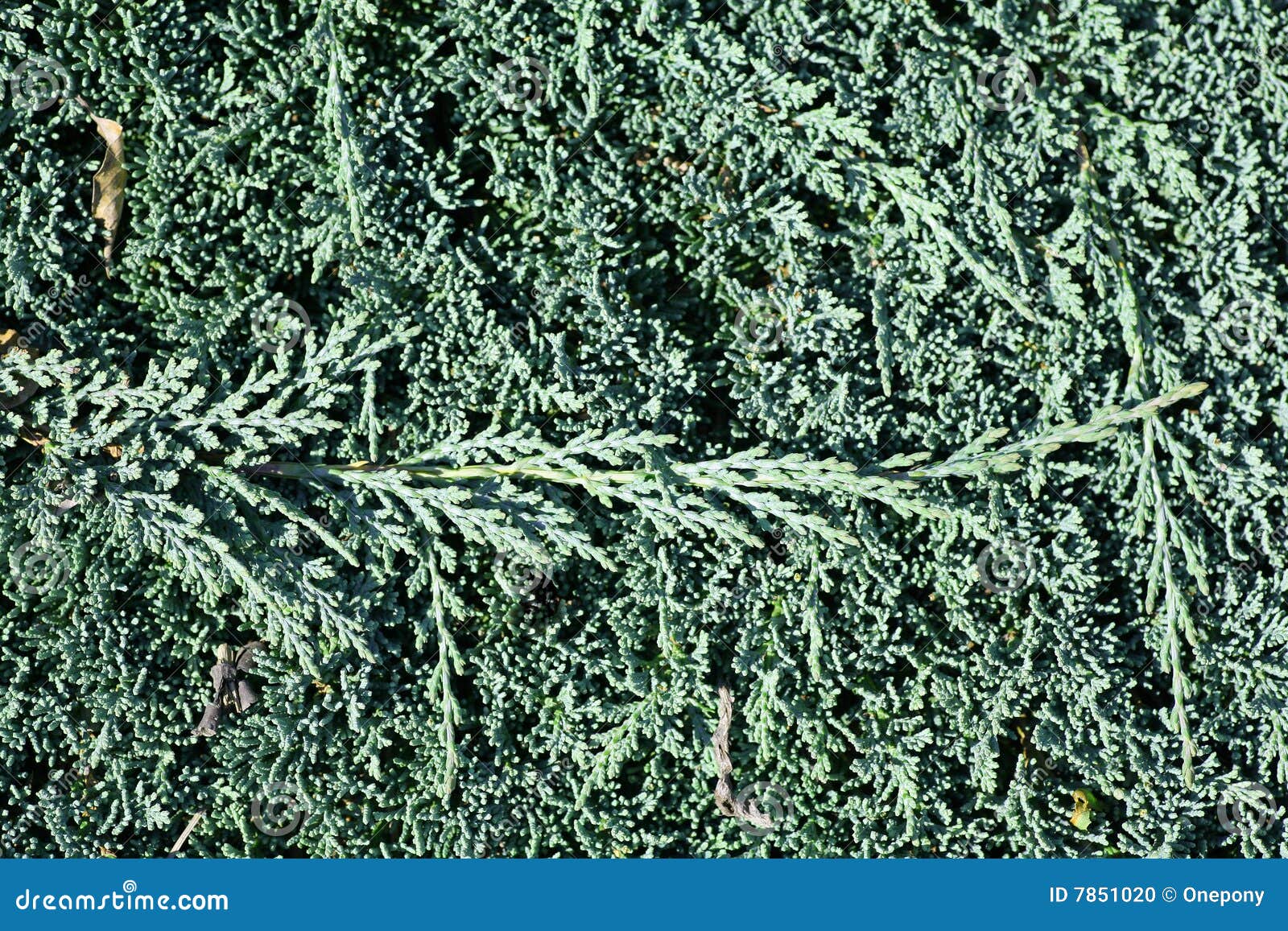 Blue Juniper stock photo. Image of coniferous, blue, gardening - 7851020