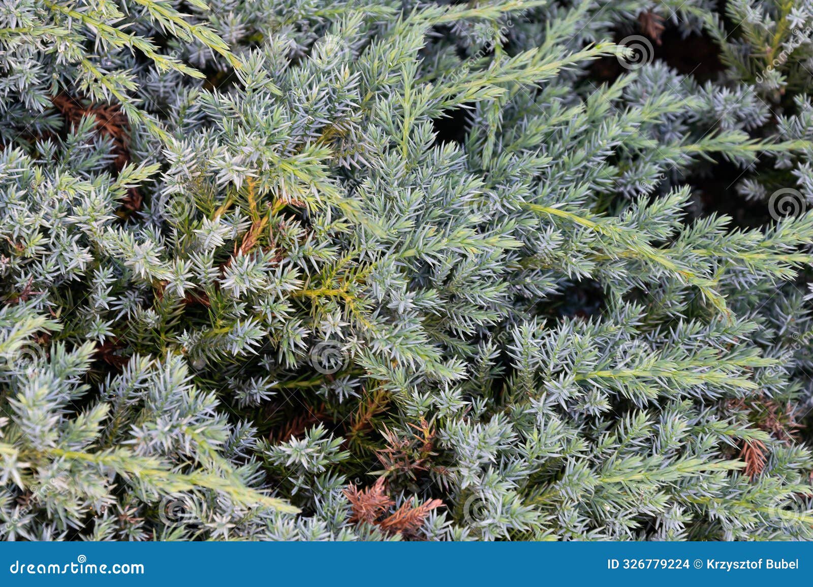 Blue Juniper. Background or Texture Stock Photo - Image of flower ...