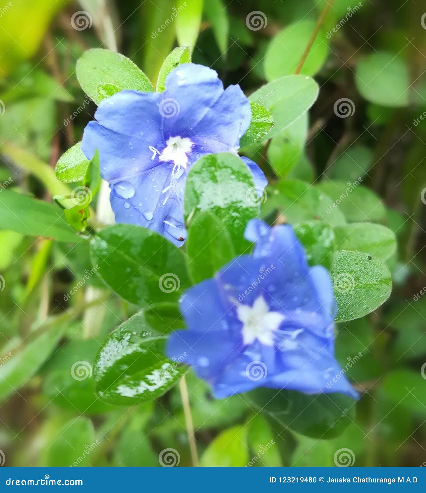 Blue Katarolu Flower Stock Photos - Free & Royalty-Free Stock Photos ...