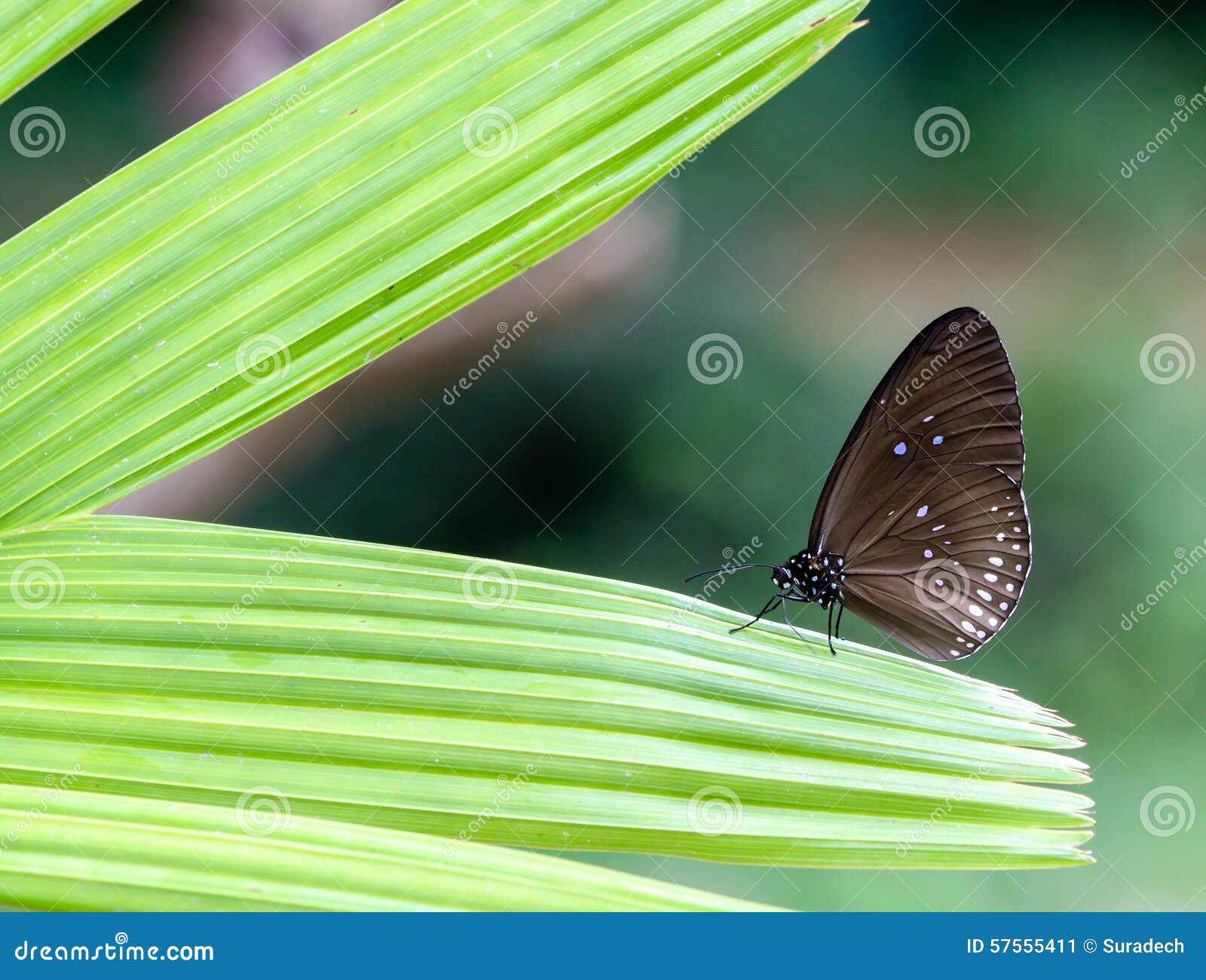 Blue king crow butterfly stock image. Image of wing, green - 57555411