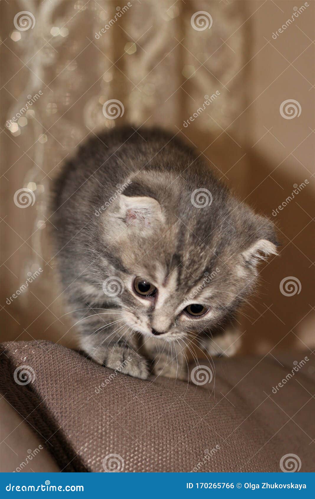 The Blue Kitten Scottish Fold Cats Stock Photo - Image of blue, cattery ...