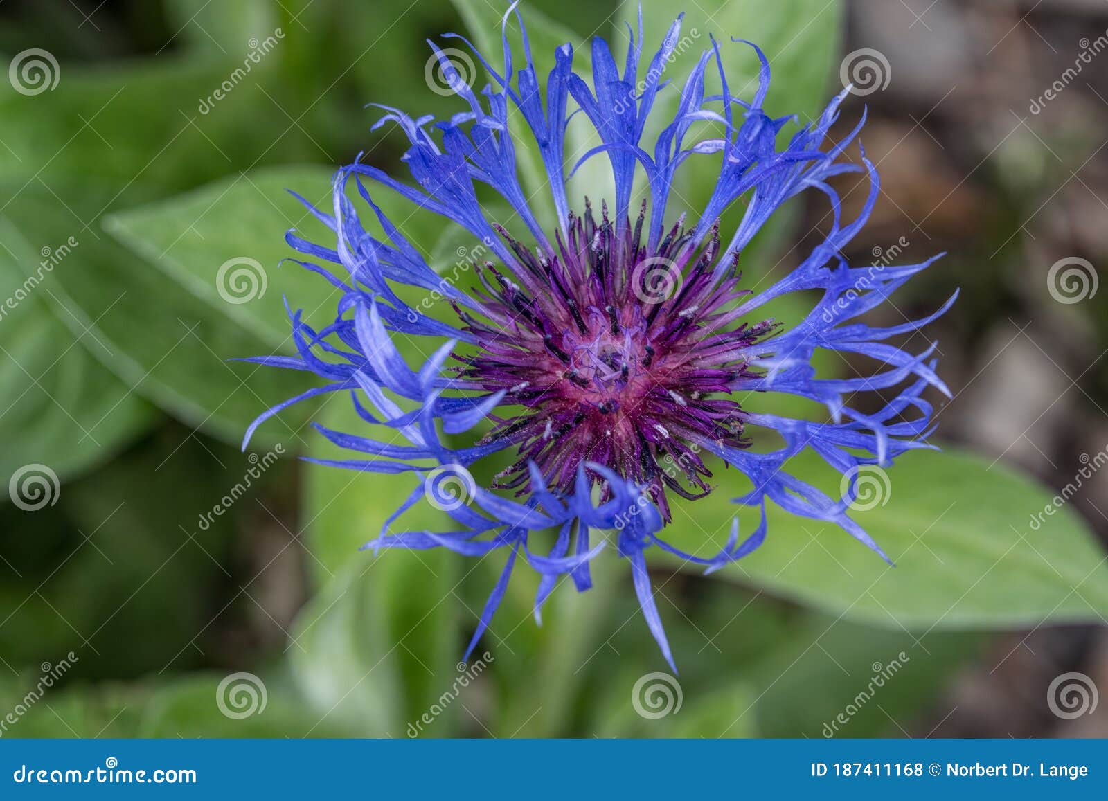 Blue knapweed, flowering stock photo. Image of meadow - 187411168