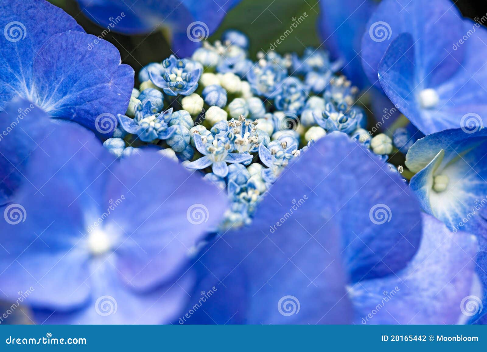 Blue Lace Cap Hydrangea stock photo. Image of flower - 20165442