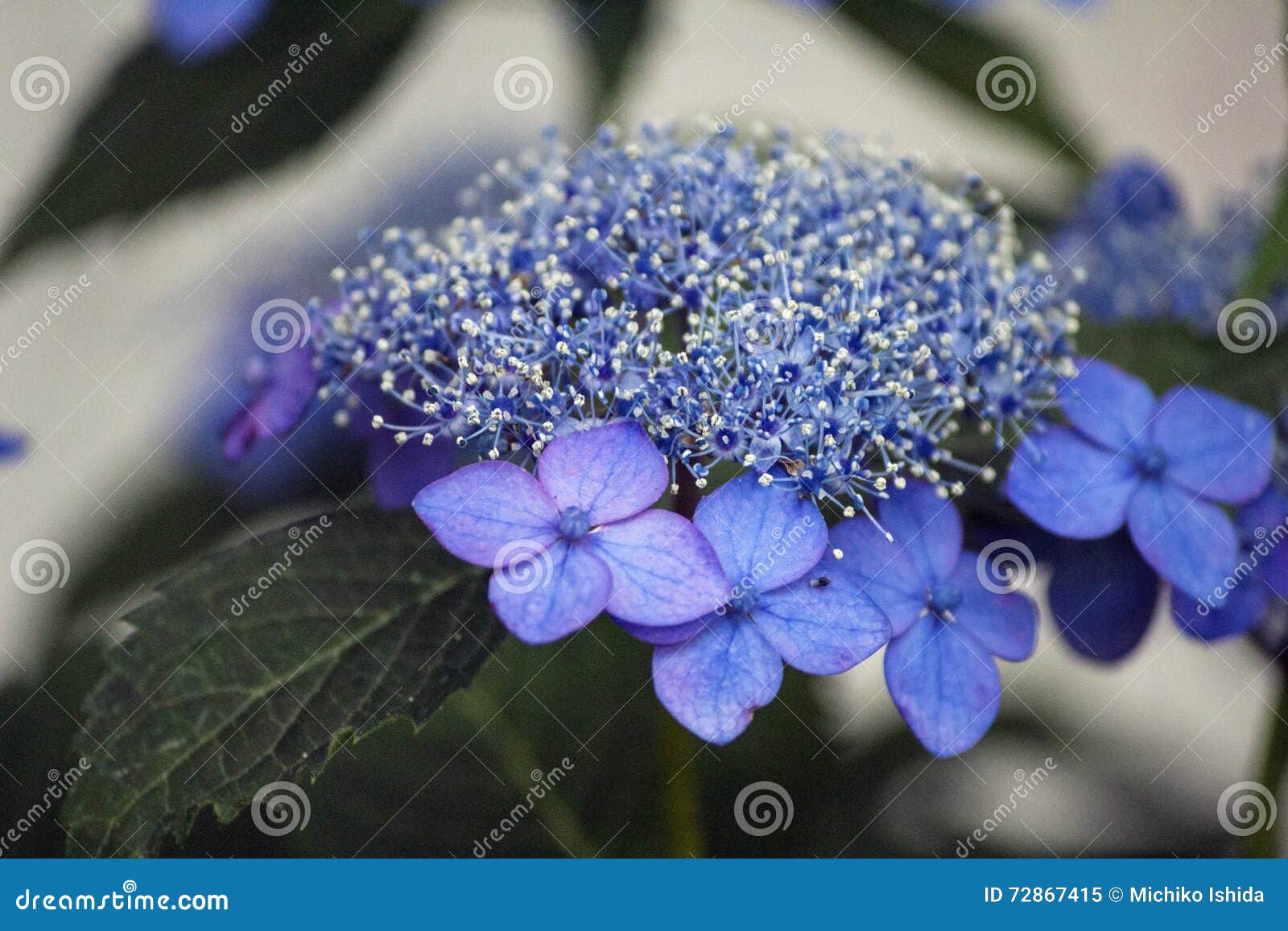 Blue Lacecap Hydrangea Flower Top View Isolated On White Stock ...