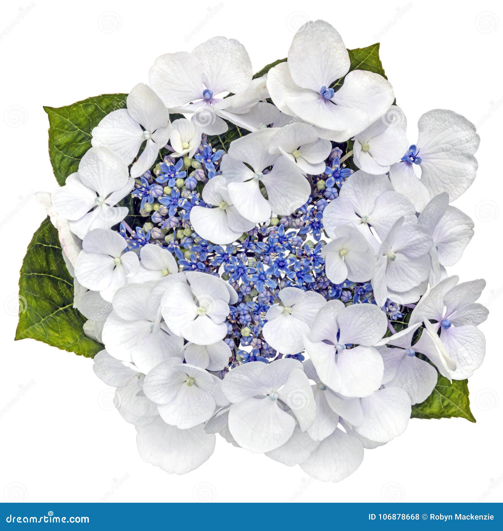 Blue Lacecap Hydrangea Flower Top View Isolated On White Stock ...