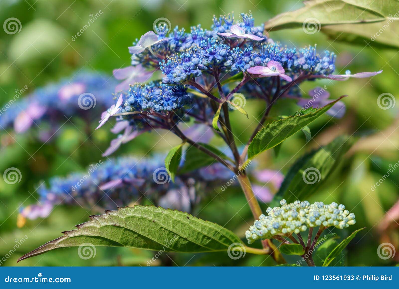 Blue Lacecap Hydrangea Flowering Stock Image - Image of flowering, leaf ...