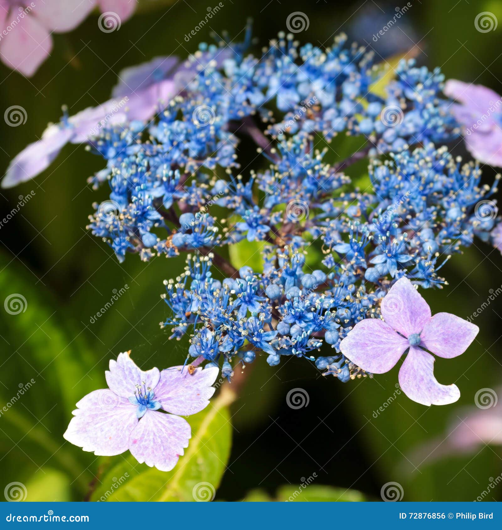 Blue Lacecap Hydrangea Flower Top View Isolated On White Stock ...