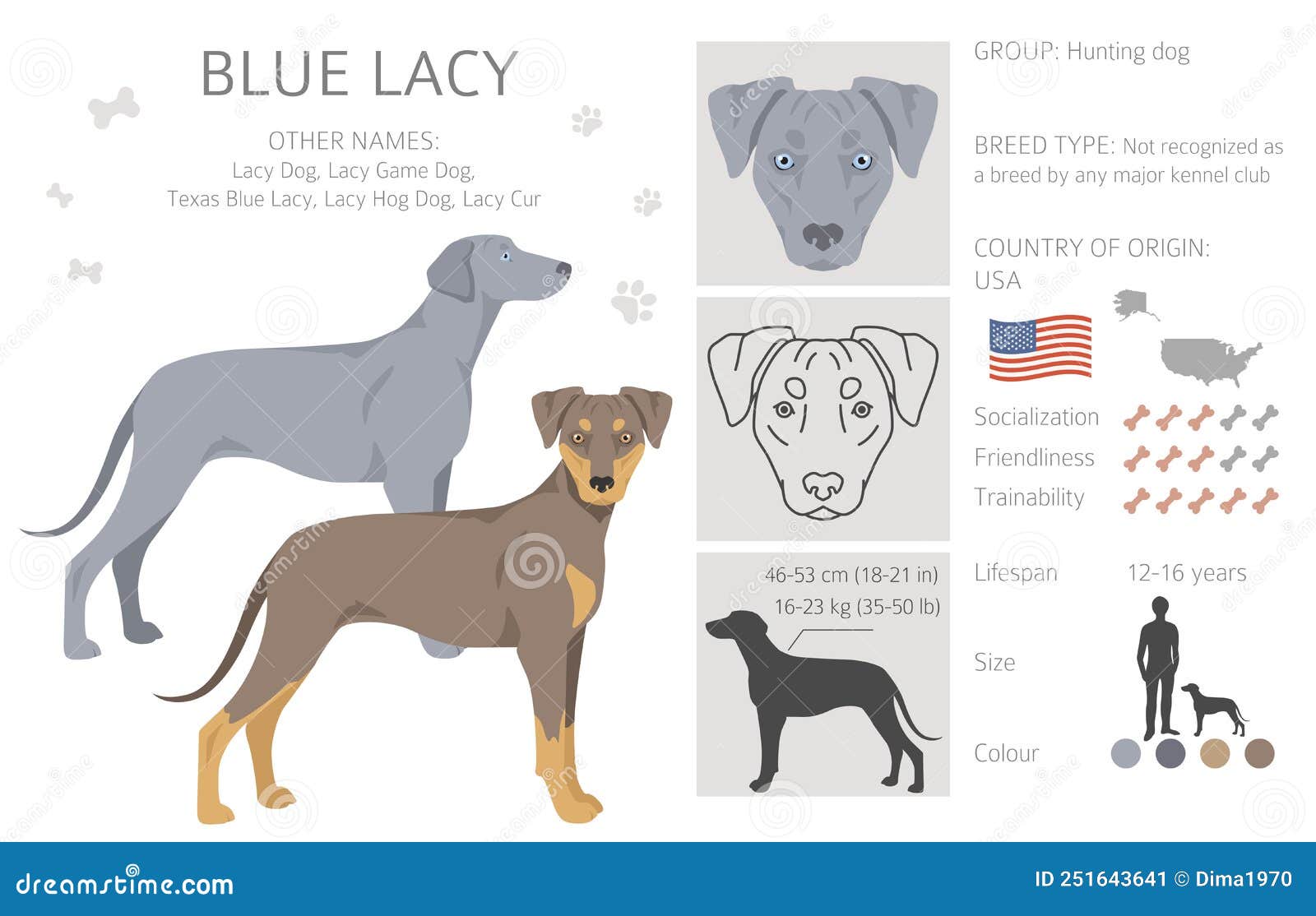 Blue Lacy Clipart. Different Coat Colors and Poses Set Stock Vector ...