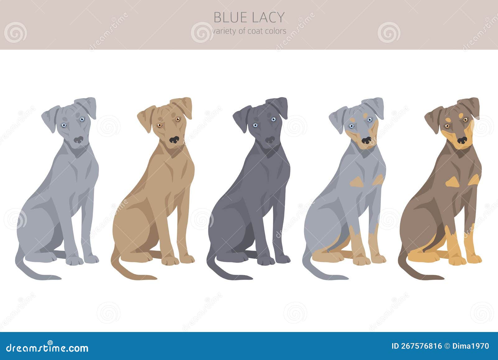 Blue Lacy Clipart. Different Coat Colors and Poses Set Stock Vector ...