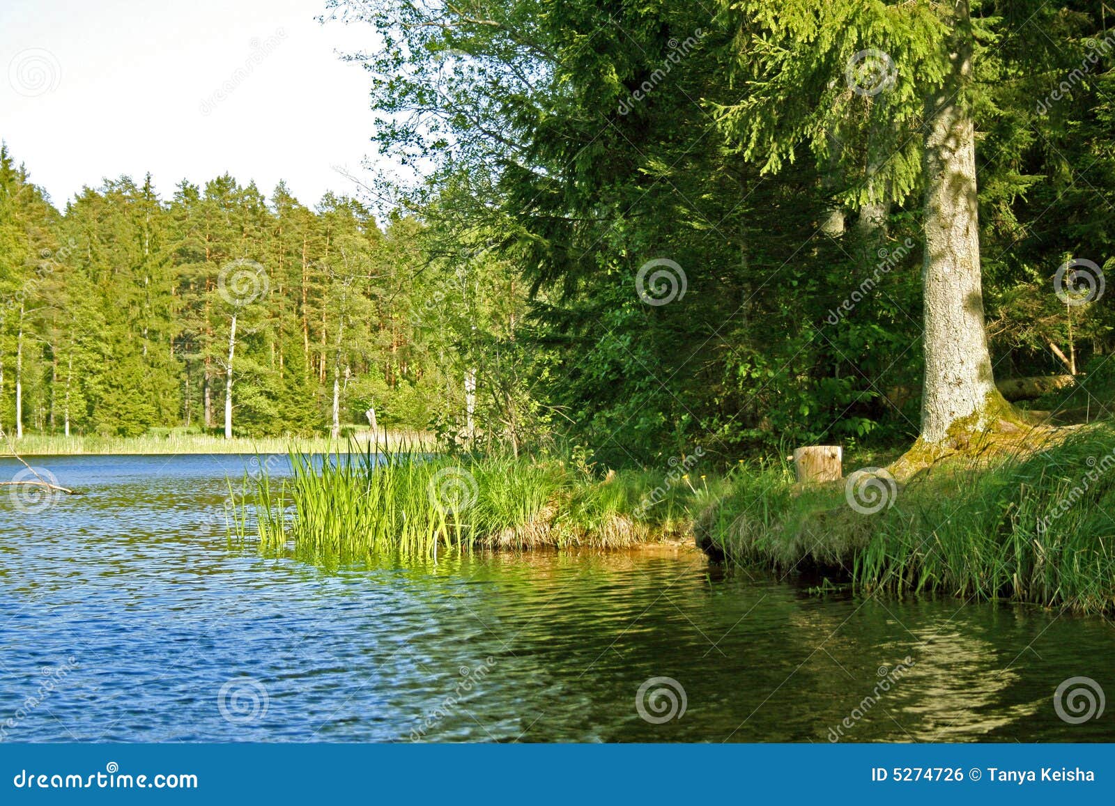 Blue lake in Engure stock photo. Image of clean, pine - 5274726