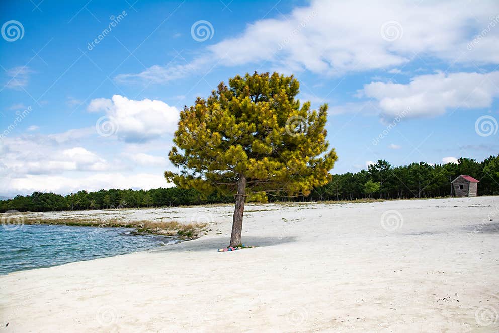 Blue Waters of Lake Sevan and a Lonely Tree on a White Beach Stock ...