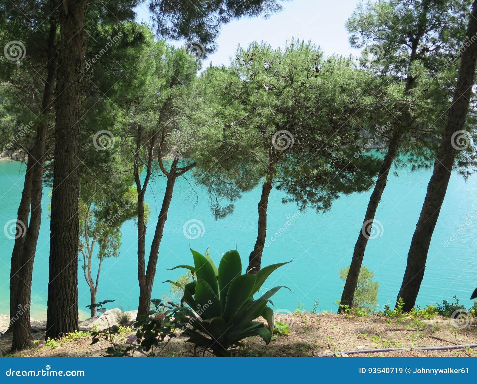 Blue lake through trees stock image. Image of water, plants - 93540719
