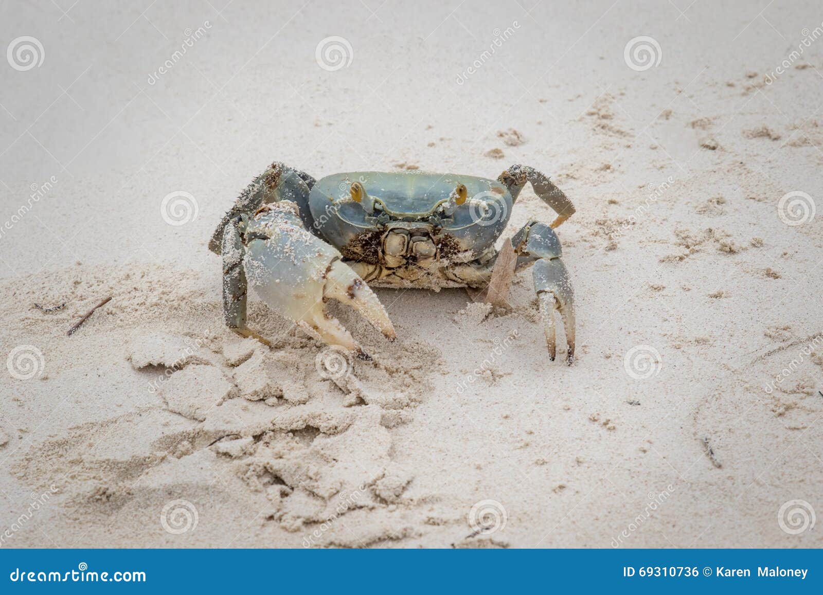 Blue Land Crab stock photo. Image of beach, tropical - 69310736