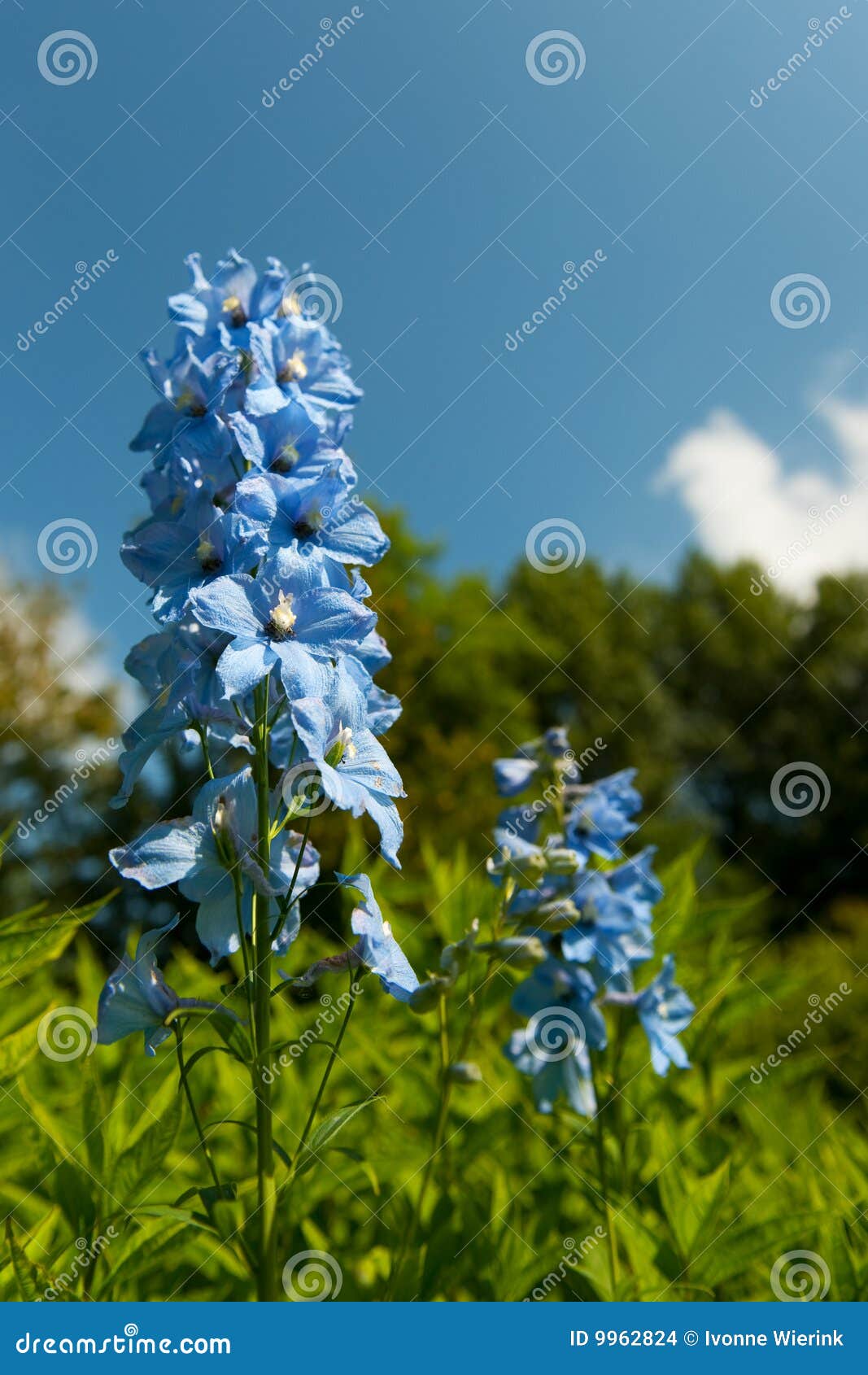 Blue larkspur stock photo. Image of flowers, delphinium - 9962824