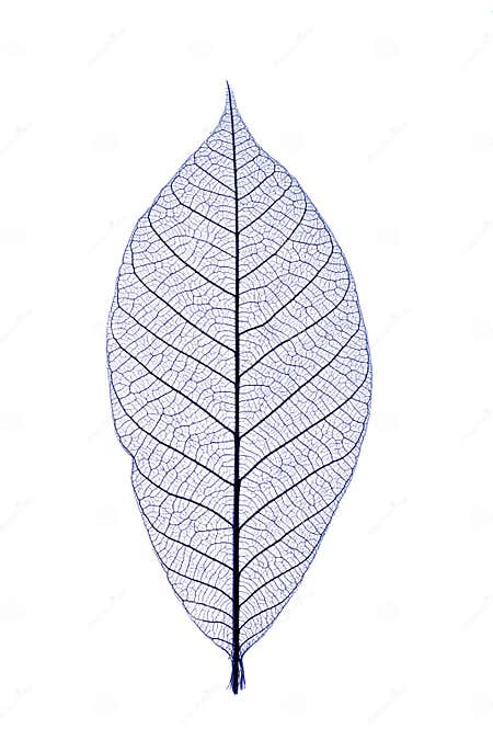 Blue leaf stock photo. Image of nature, natural, beauty - 1863856
