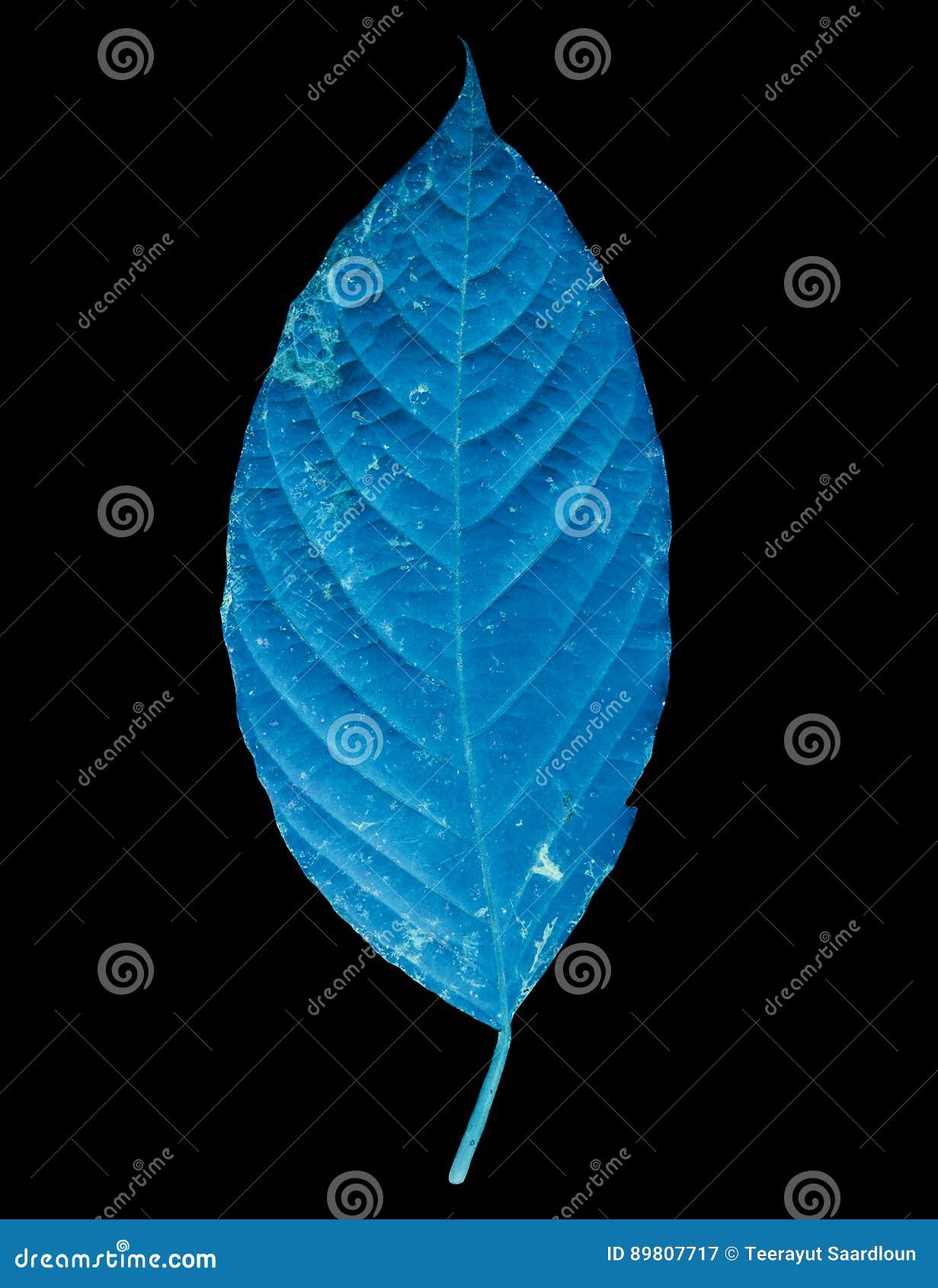 Blue leaf isolated stock image. Image of white, object - 89807717