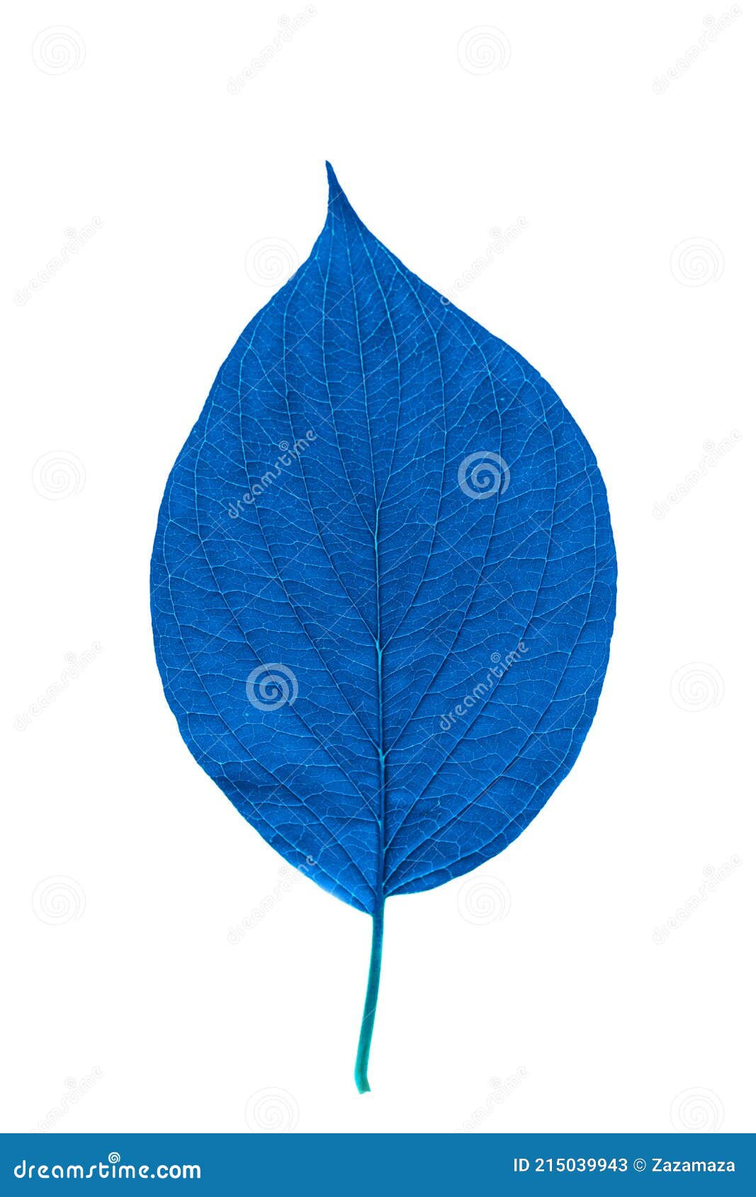 Blue Leaf with Texture Isolated on White Stock Image - Image of summer ...