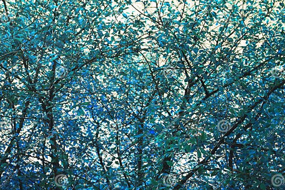Blue leaf trees background stock photo. Image of bright - 328193704