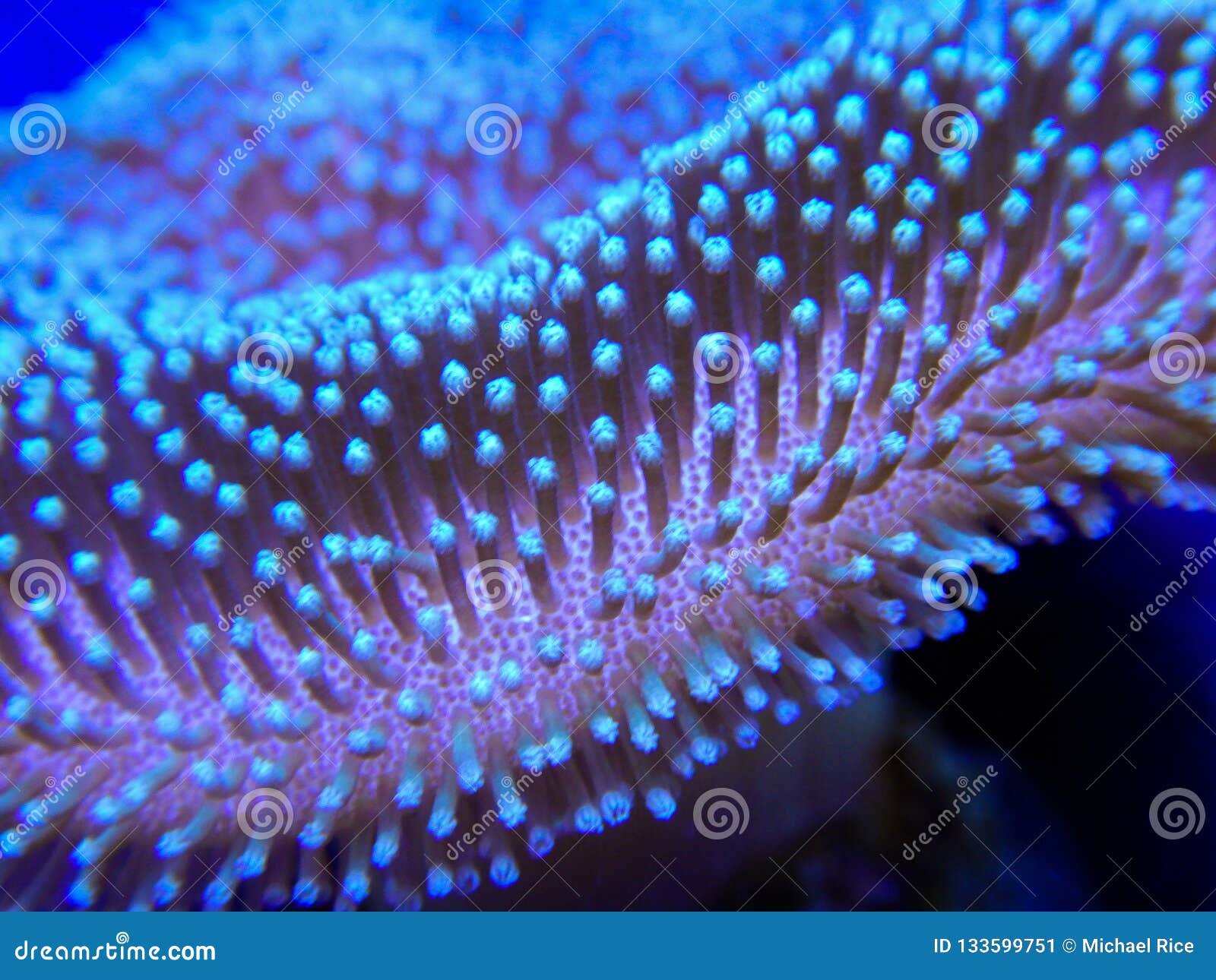 Blue leather coral stock image. Image of current, blue - 133599751