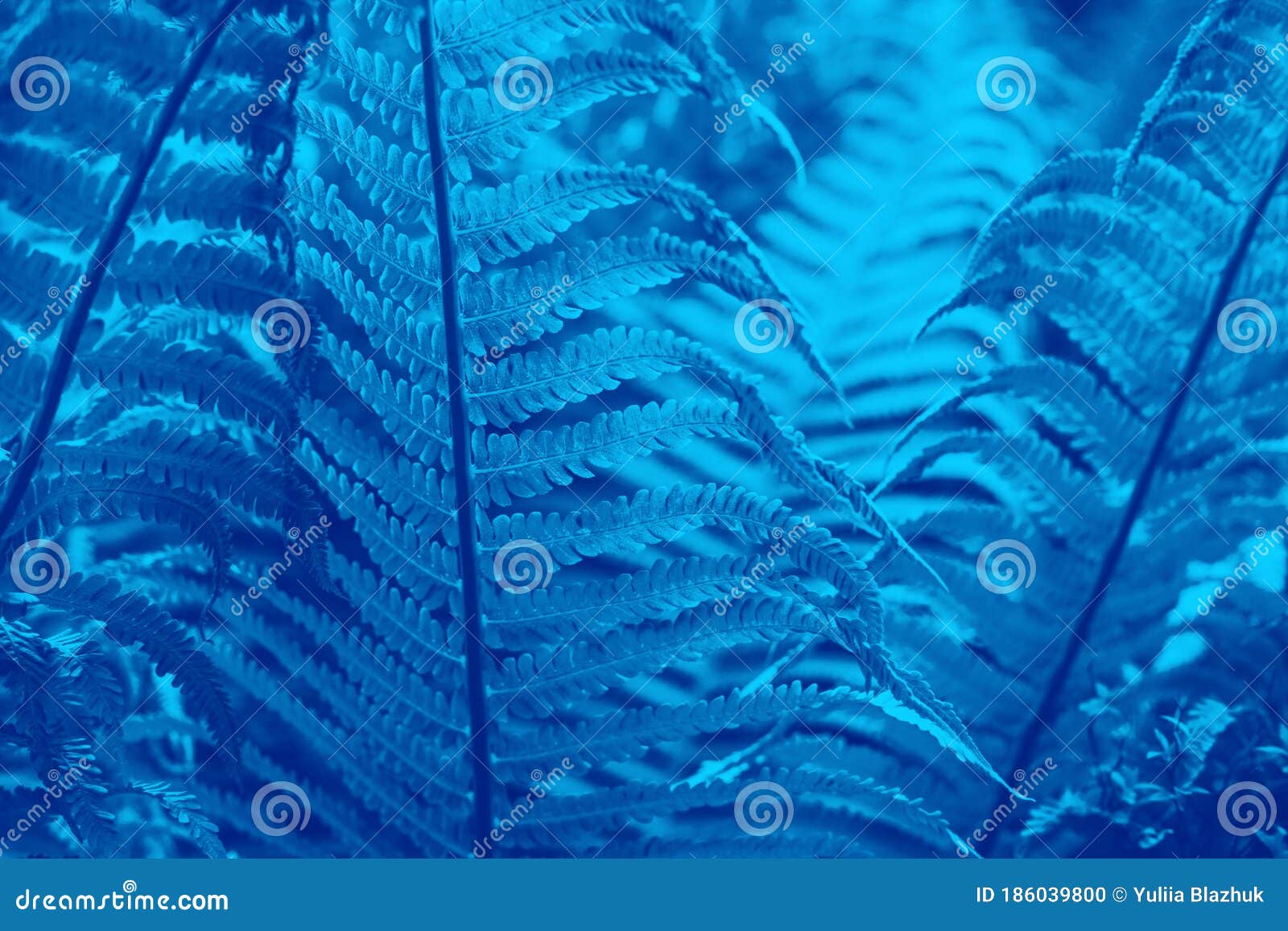 Blue Leaves Background. Toned Botanical Texture for Backdrops of Grass ...