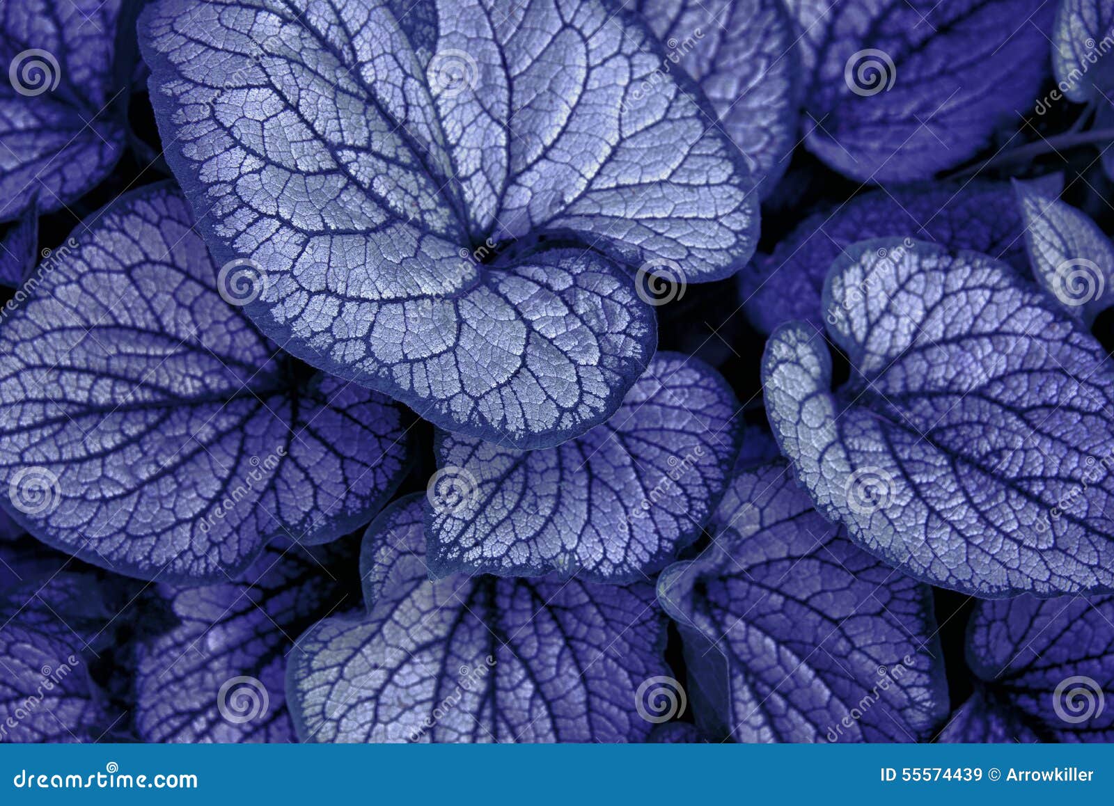 Blue leaves stock image. Image of beauty, botany, indigo - 55574439