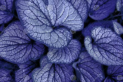 Blue leaves stock image. Image of beauty, botany, indigo - 55574439