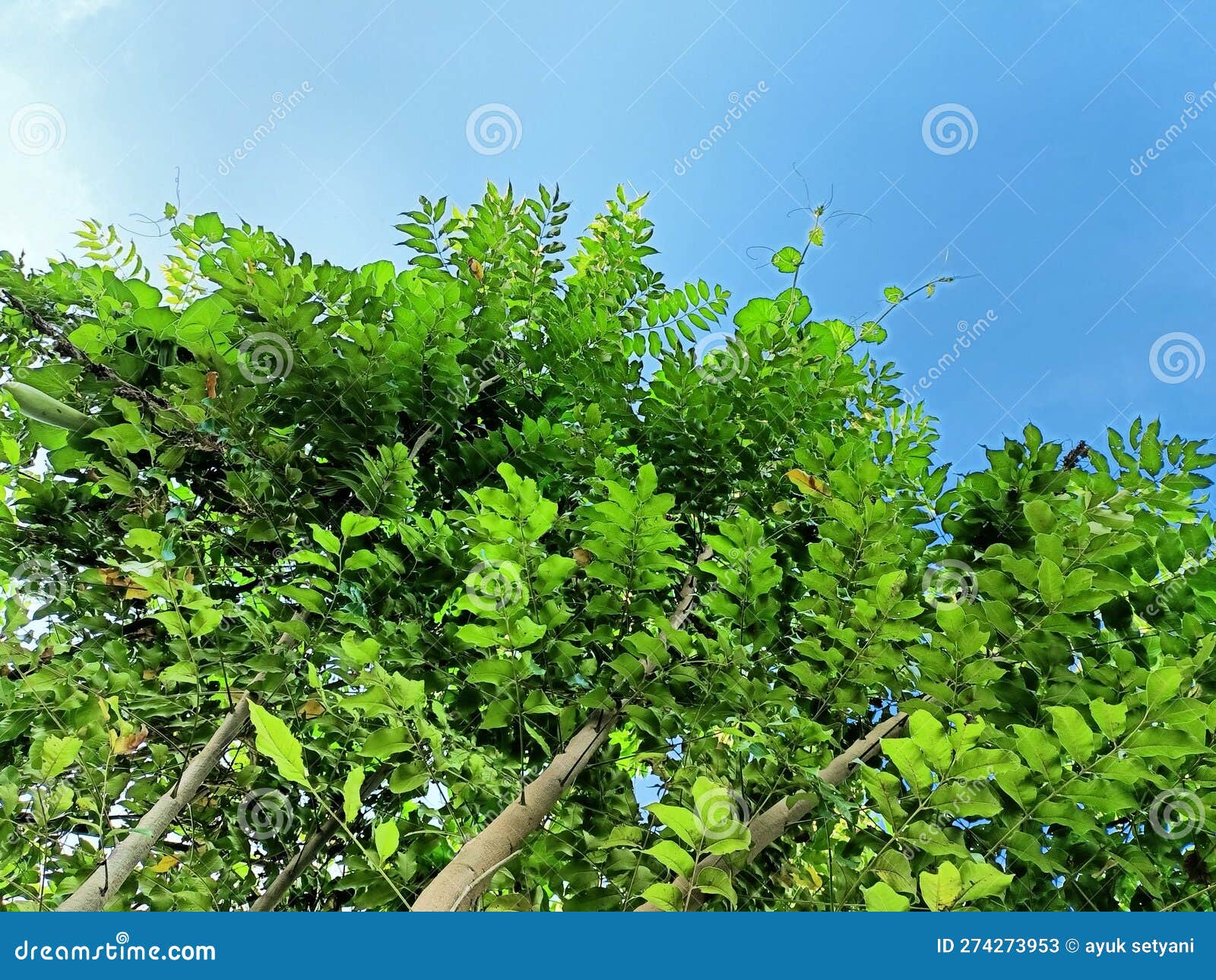 Blue Leaves and Sky Udara Yang Sejuk Stock Image - Image of yang, blue ...