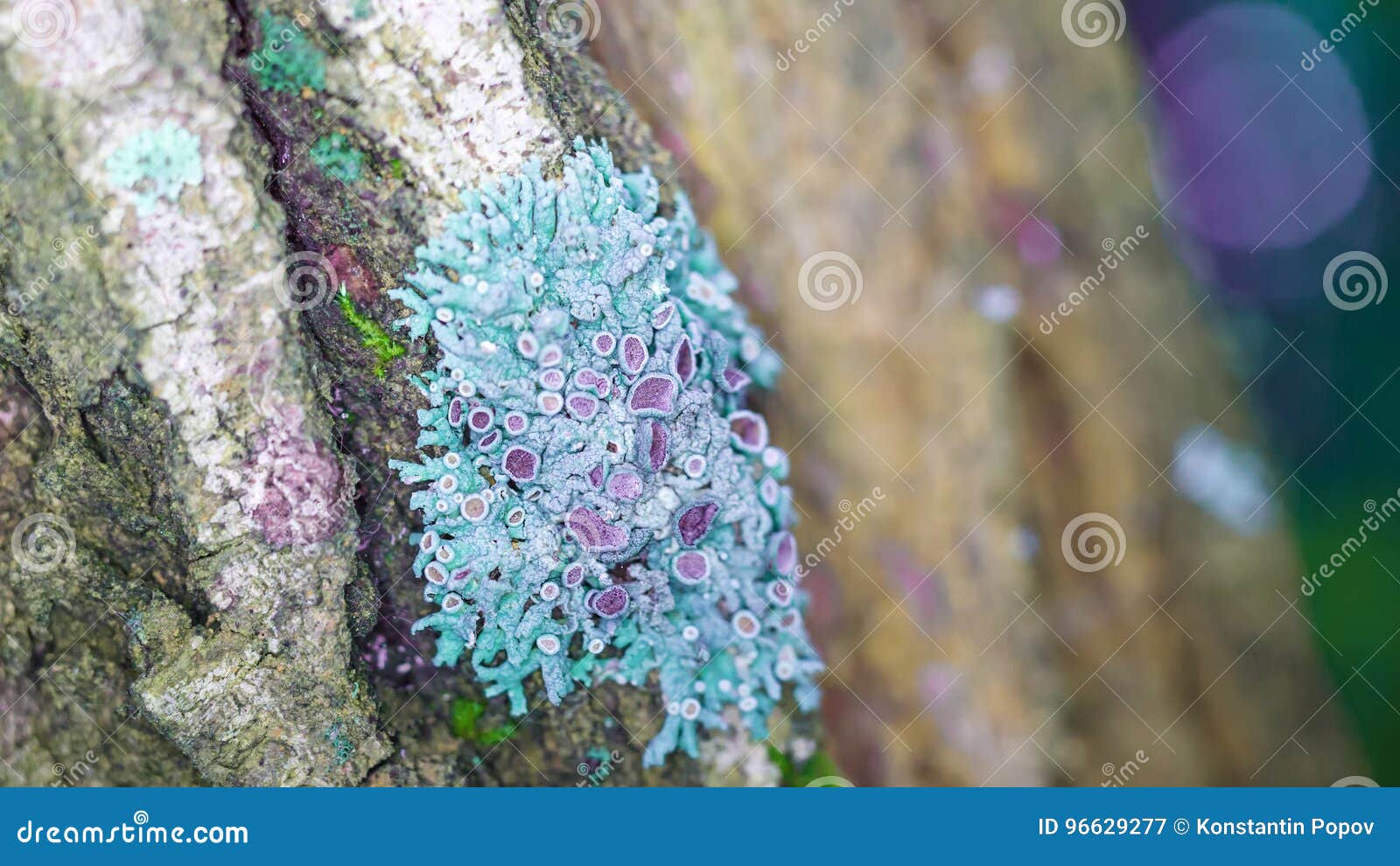 Blue lichen stock image. Image of bark, rough, foliose - 96629277 Blue lichen stock image. Image of bark, rough, foliose - 96629277