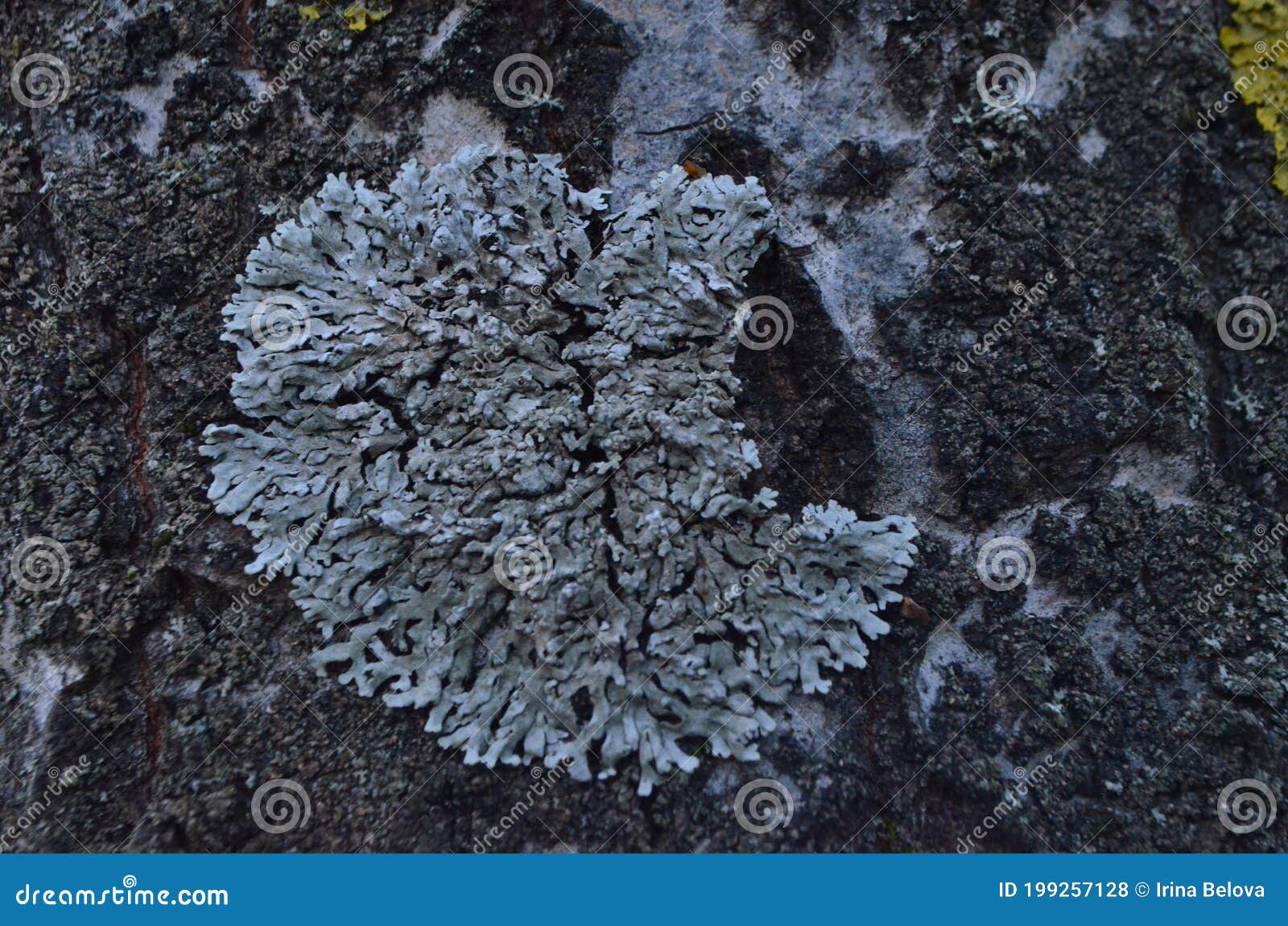 Blue Lichens Stock Illustrations – 15 Blue Lichens Stock Illustrations ...