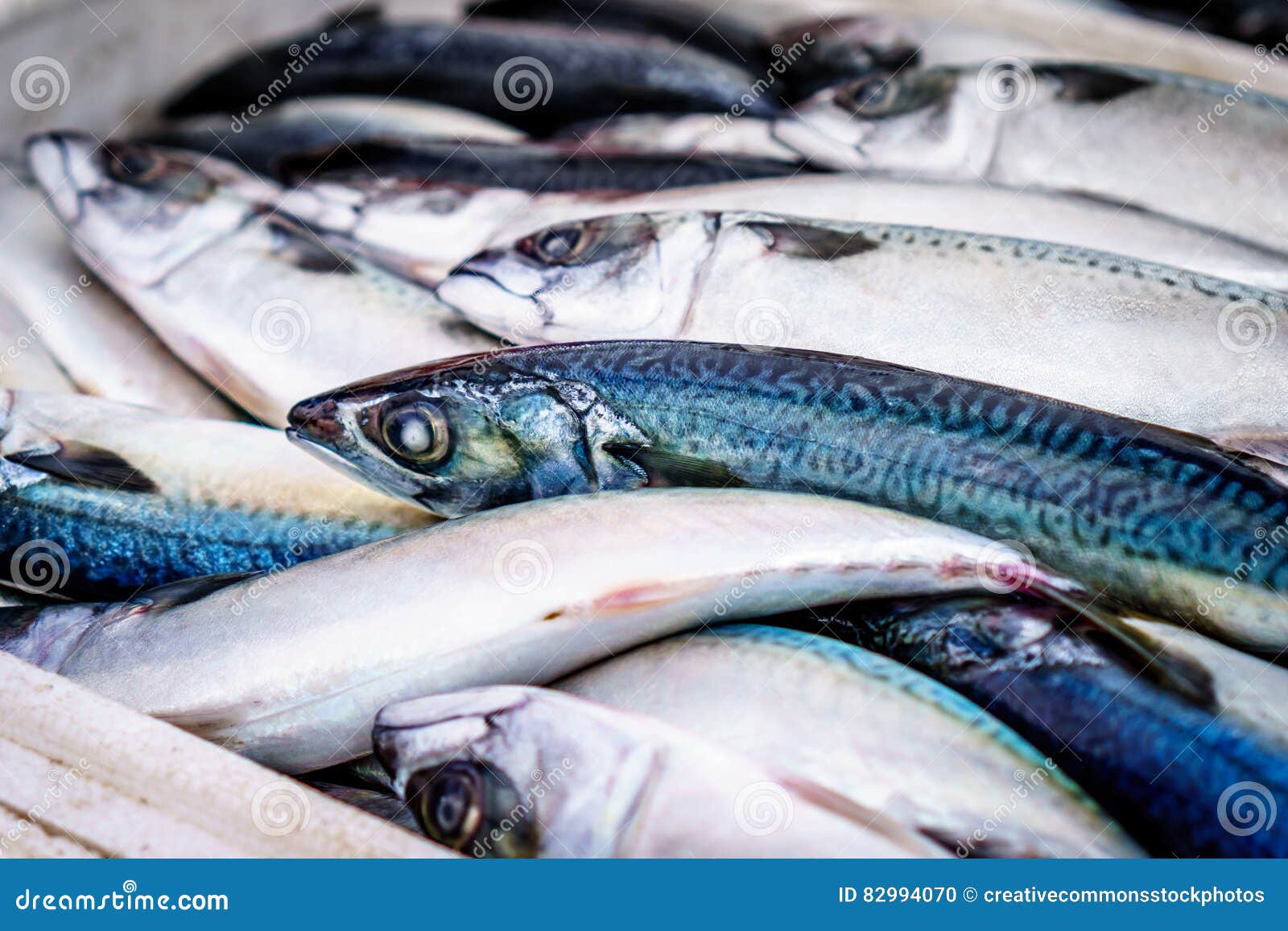 Blue And Light Grey Long Fish Picture. Image: 82994070