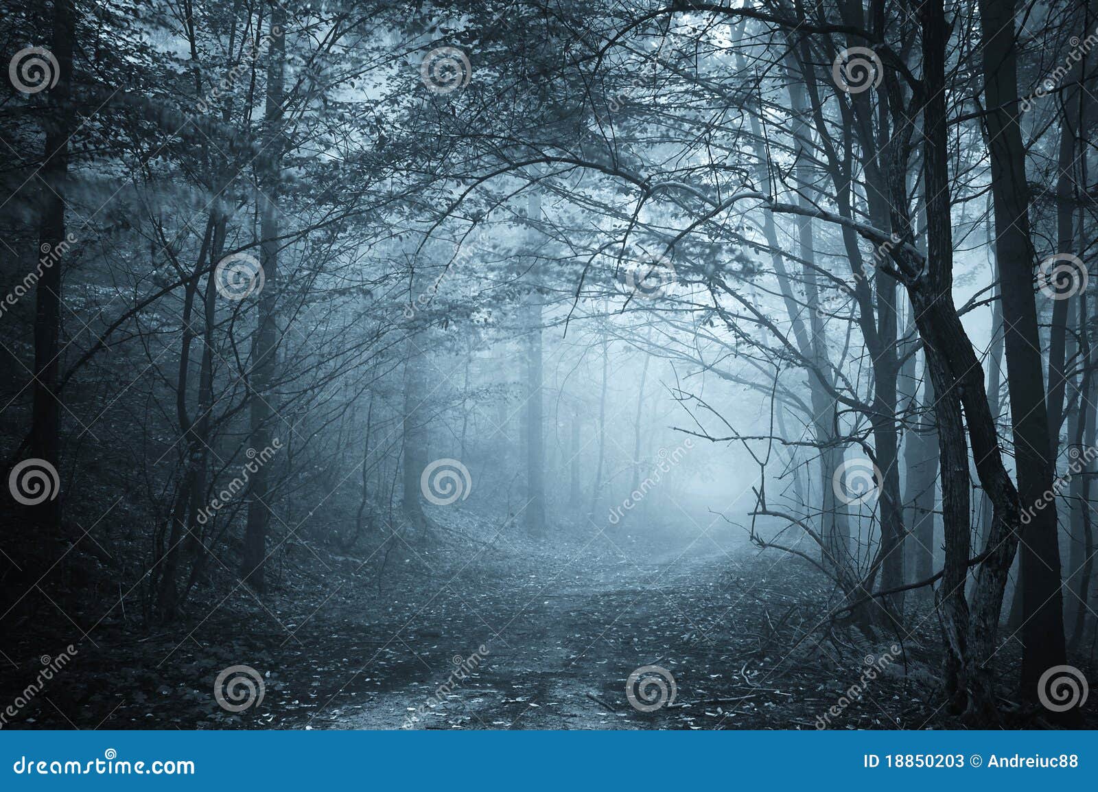 Blue Light in a Mysterious Forest with Fog Stock Image - Image of misty ...