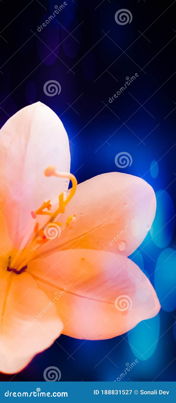 Blue Light Ray Background and a Flower. Stock Image - Image of flower ...
