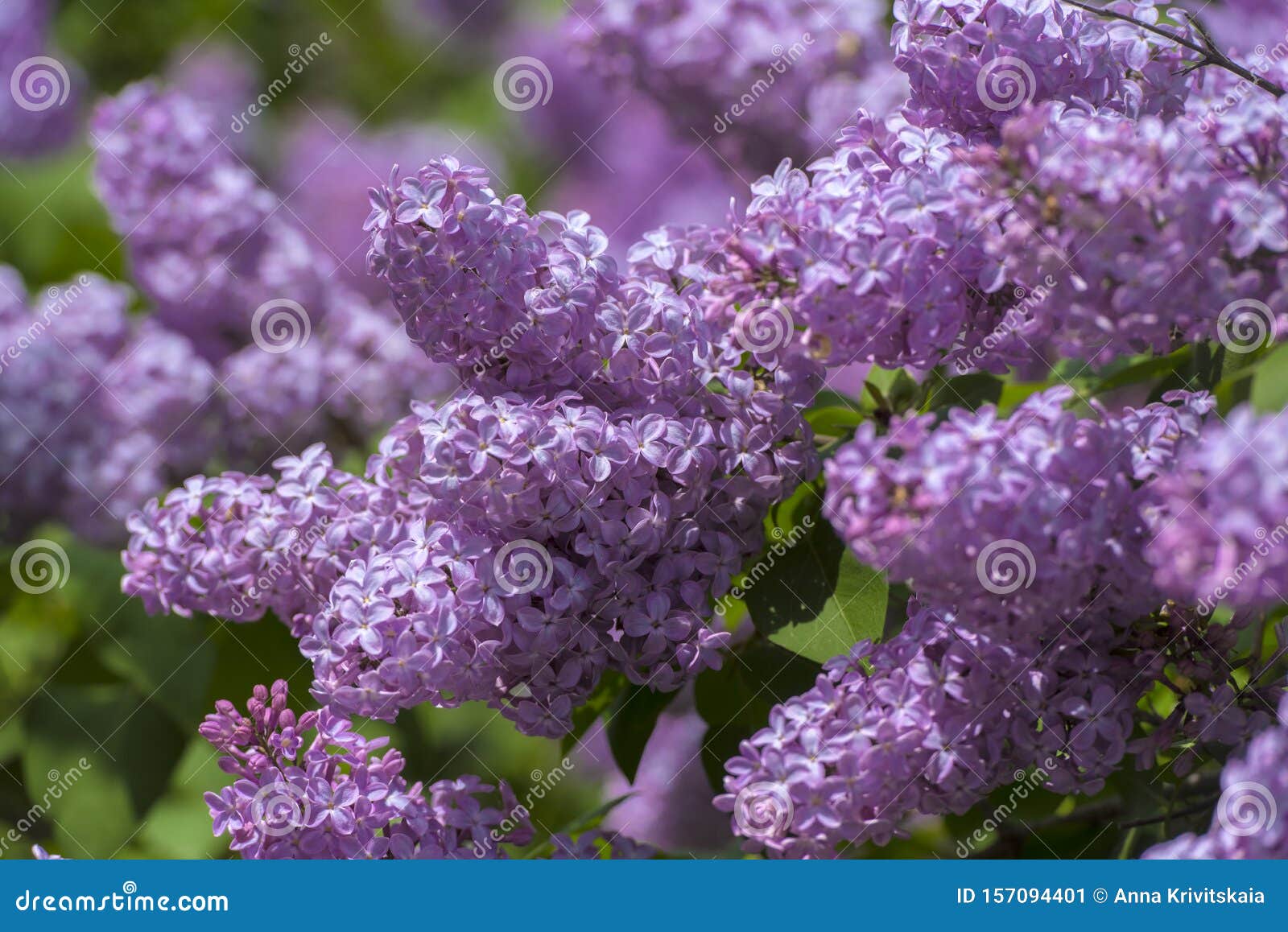 Lilac on a bush in spring stock image. Image of blue - 157094401