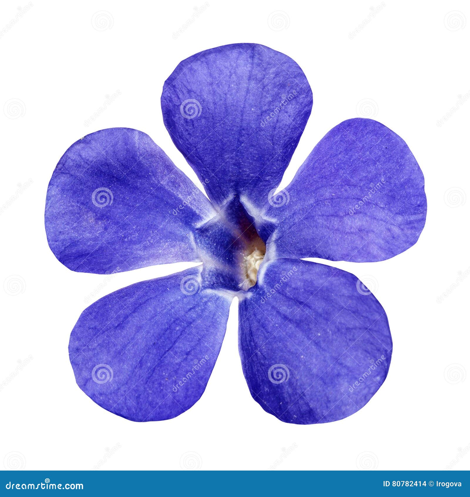 Blue lilac flower isolated stock photo. Image of grow - 80782414