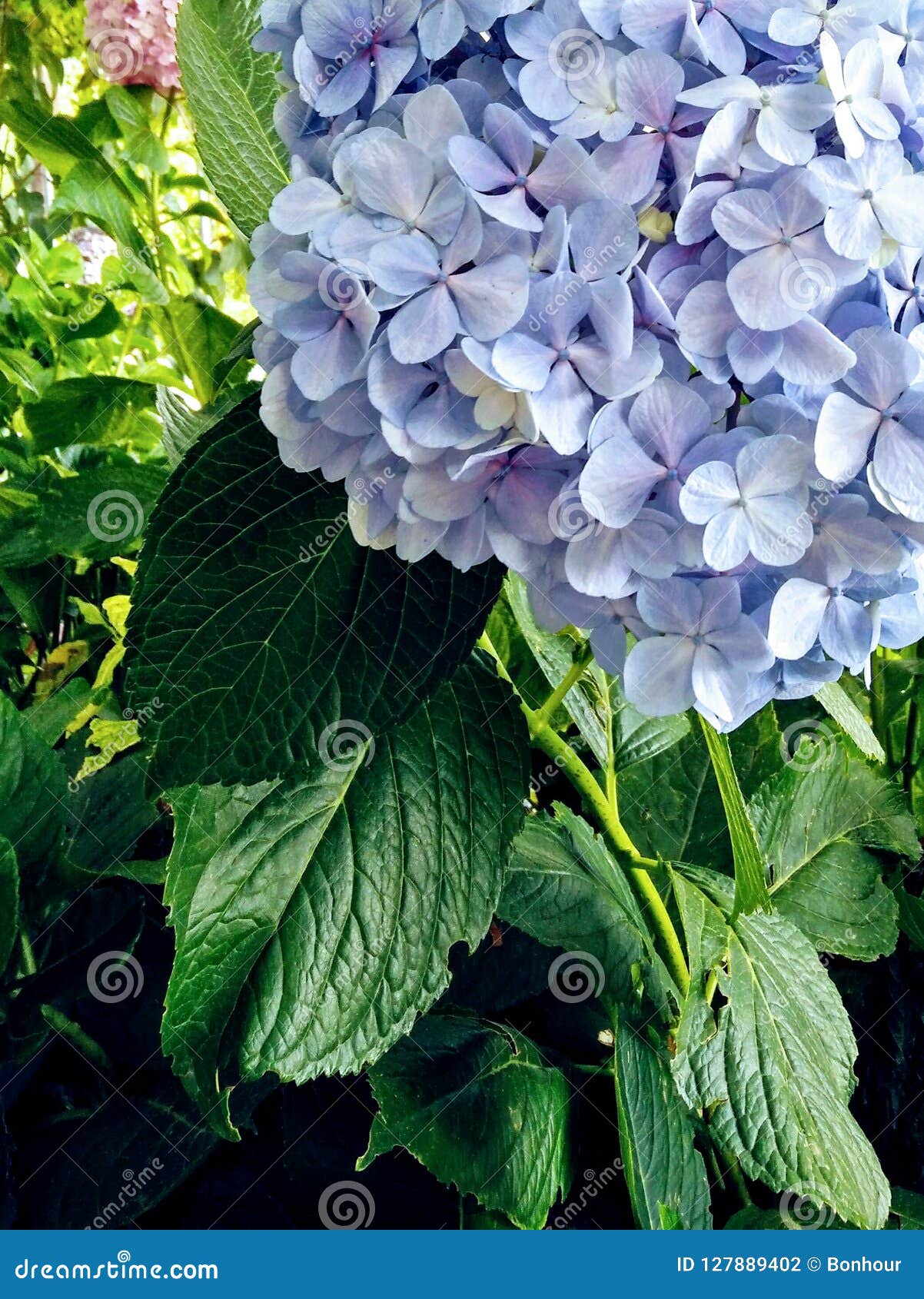 Blue- Lilac Hydrangea Flower in Full Bloom Stock Photo - Image of ...