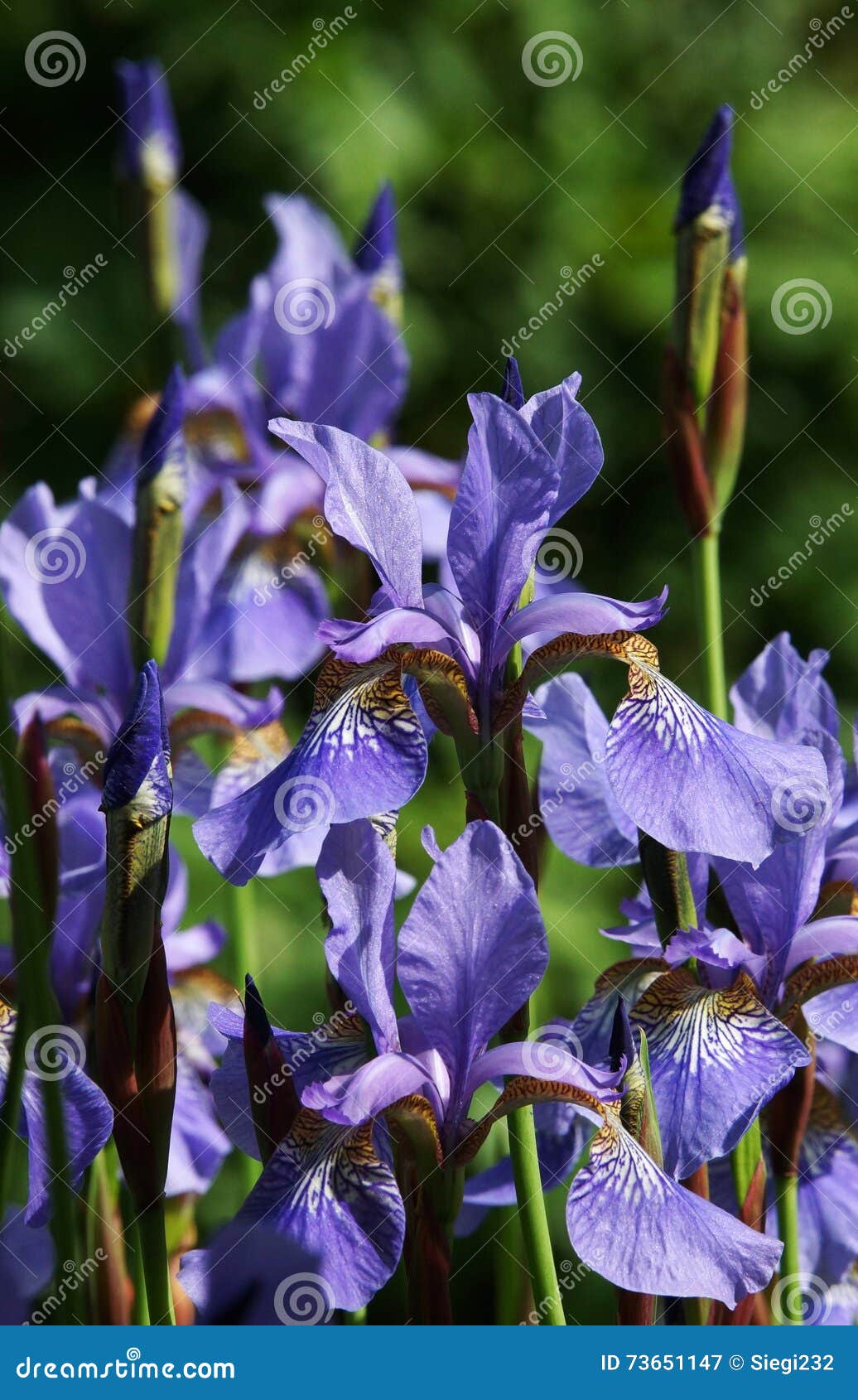 Blue Lilies stock image. Image of insecticide, green - 73651147