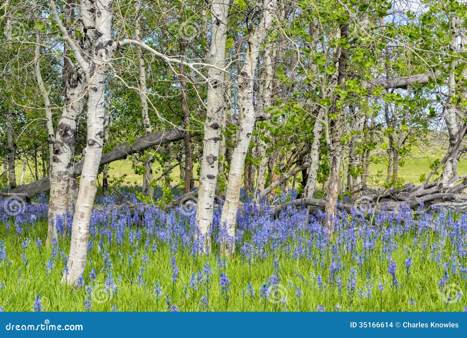 Blue Lilies on the Forest Floor of Aspens Stock Photo - Image of lilies ...