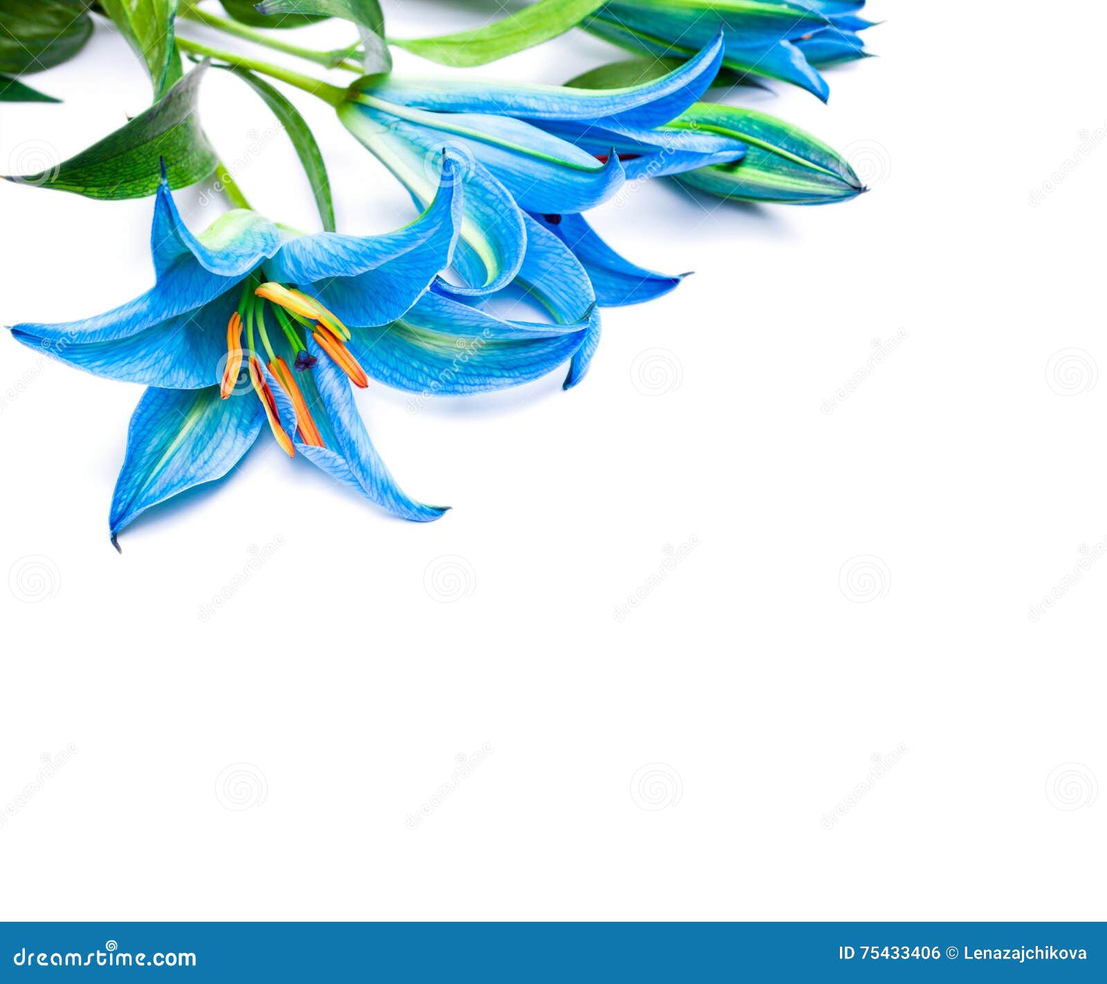 Blue Lilies on the White Background Isolated Stock Photo - Image of ...