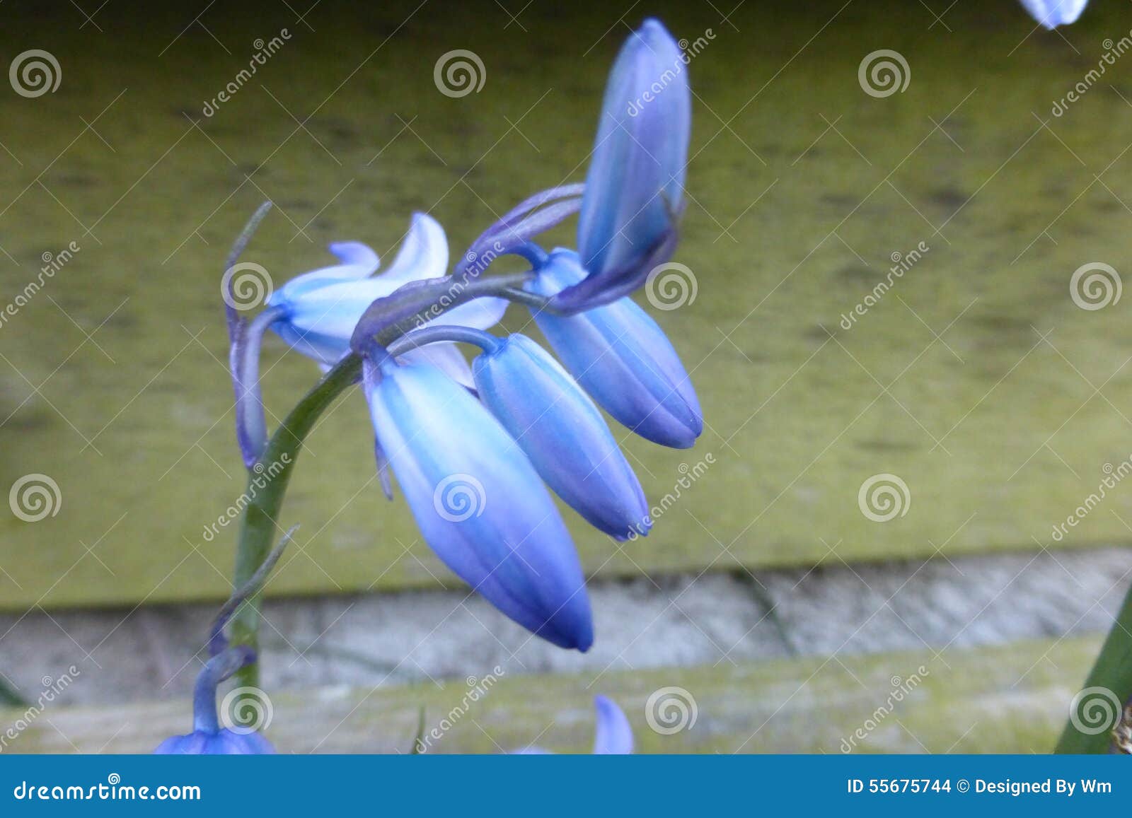 Blue lilly flowers stock photo. Image of lilly, macro - 55675744
