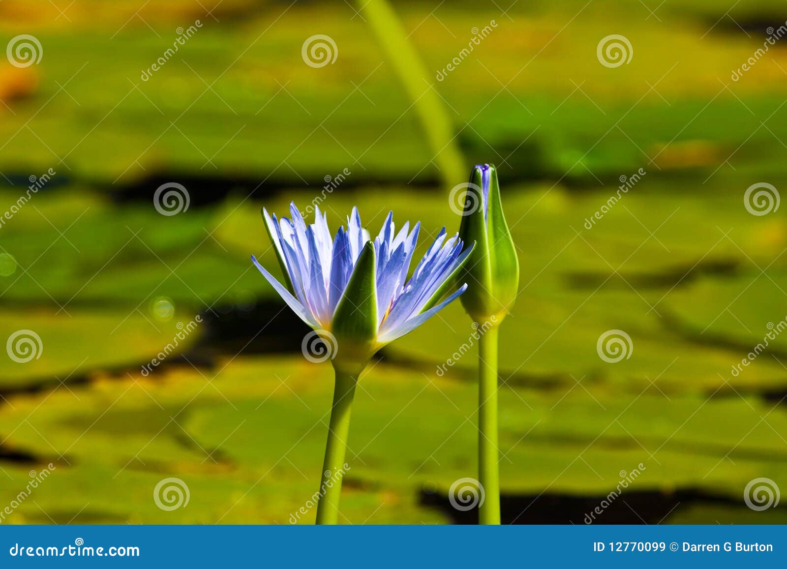 Blue Lily stock image. Image of flowers, lillies, lily - 12770099