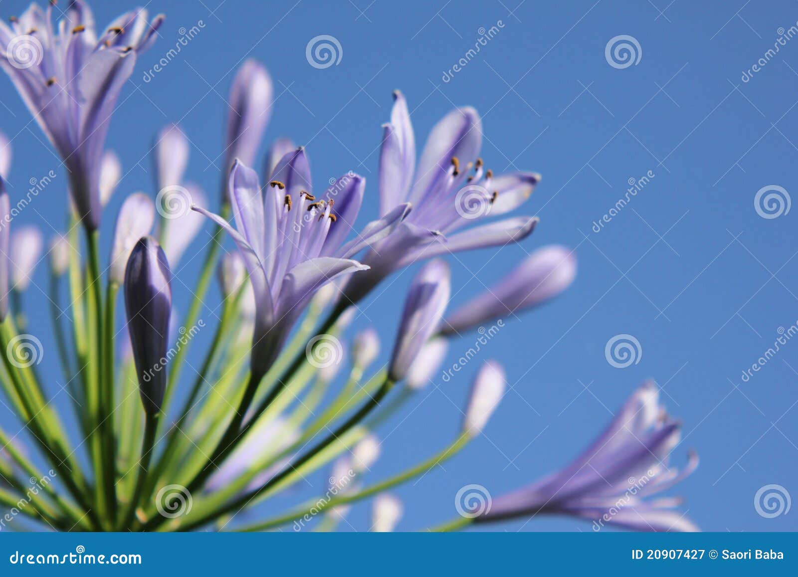 Blue lily stock image. Image of flower, summer, green - 20907427