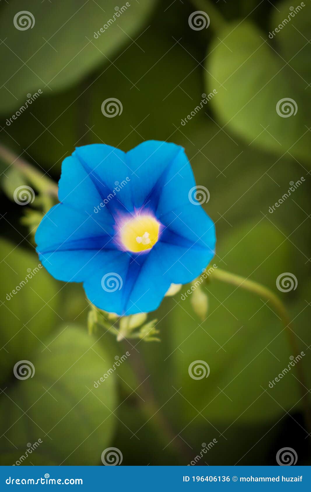 The Blue Lily Flower in Spring Morning Stock Photo - Image of greenery ...