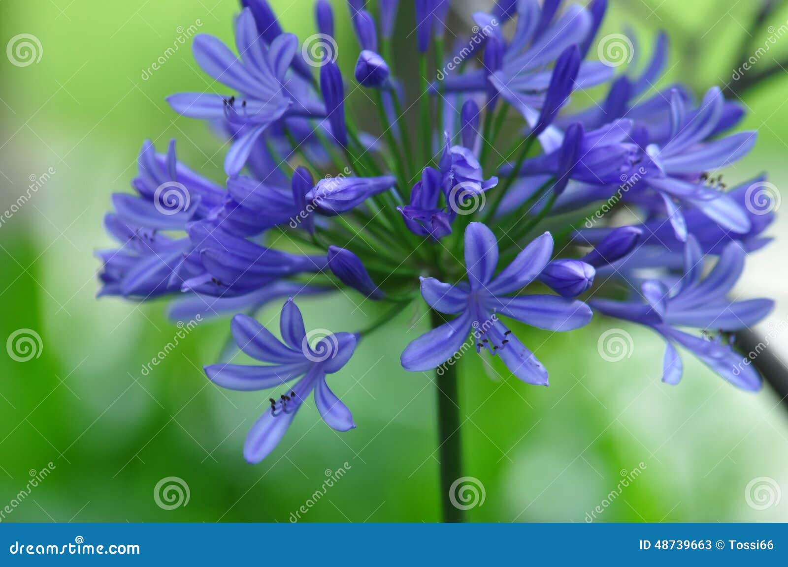 Blue Lily Flower On A White Isolated Background With Clipping Path No ...