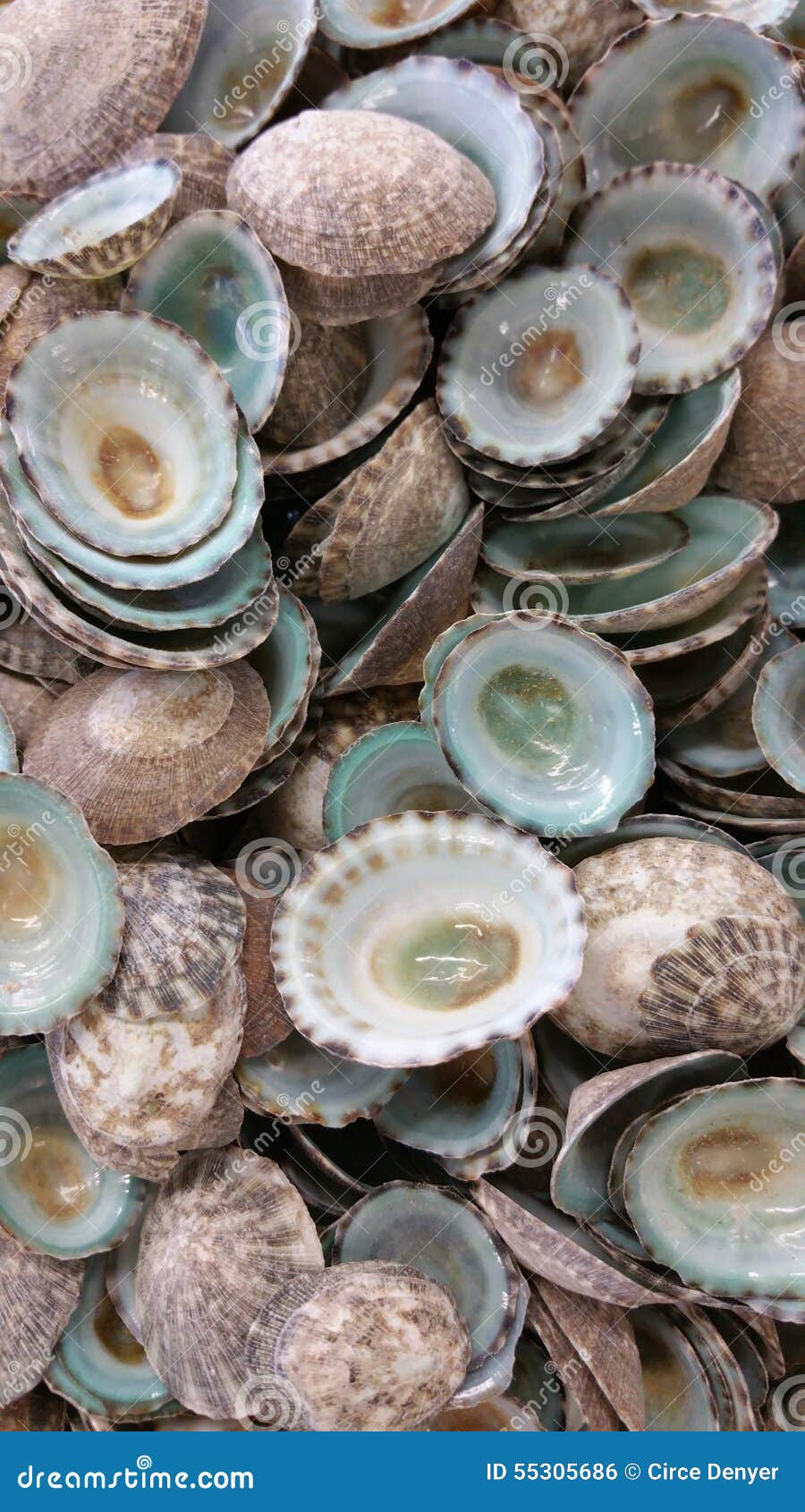 Blue Limpets stock photo. Image of background, brown - 55305686