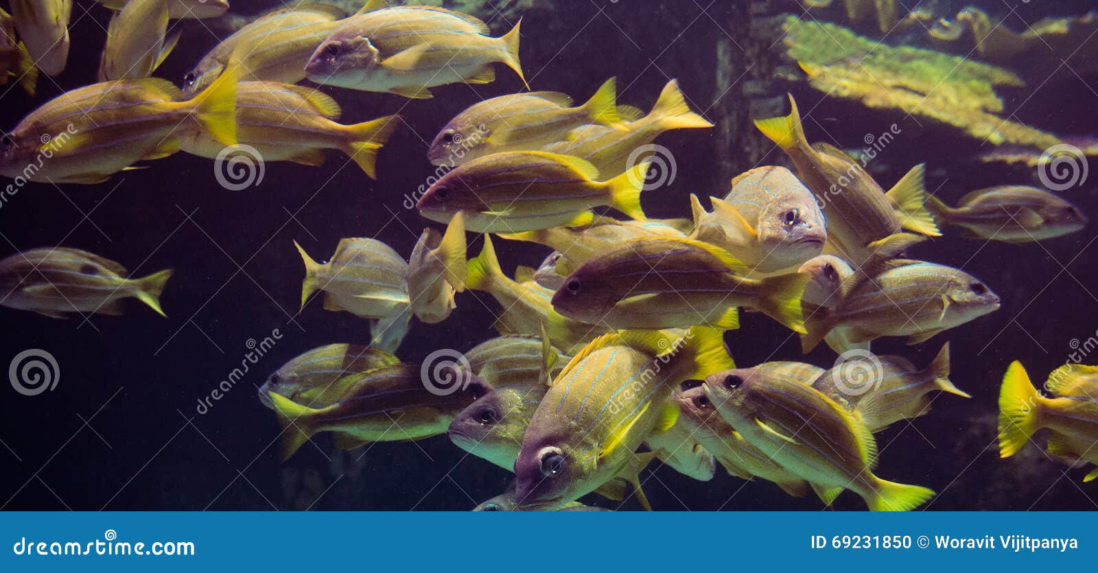 Blue lined snapper stock photo. Image of marine, animal - 69231850