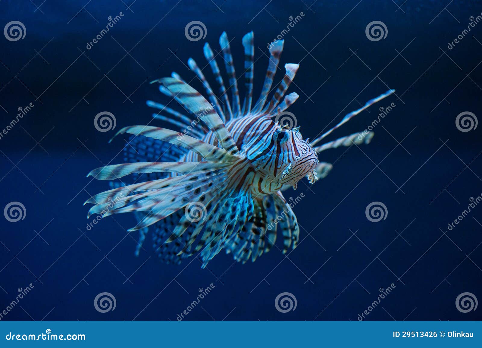 The blue lionfish stock photo. Image of spine, natural - 29513426